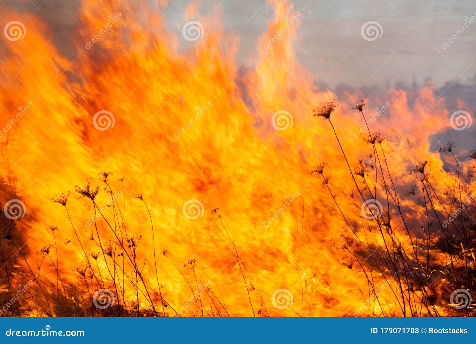 Big fire in the field stock photo. Image of global, closeup - 179071708