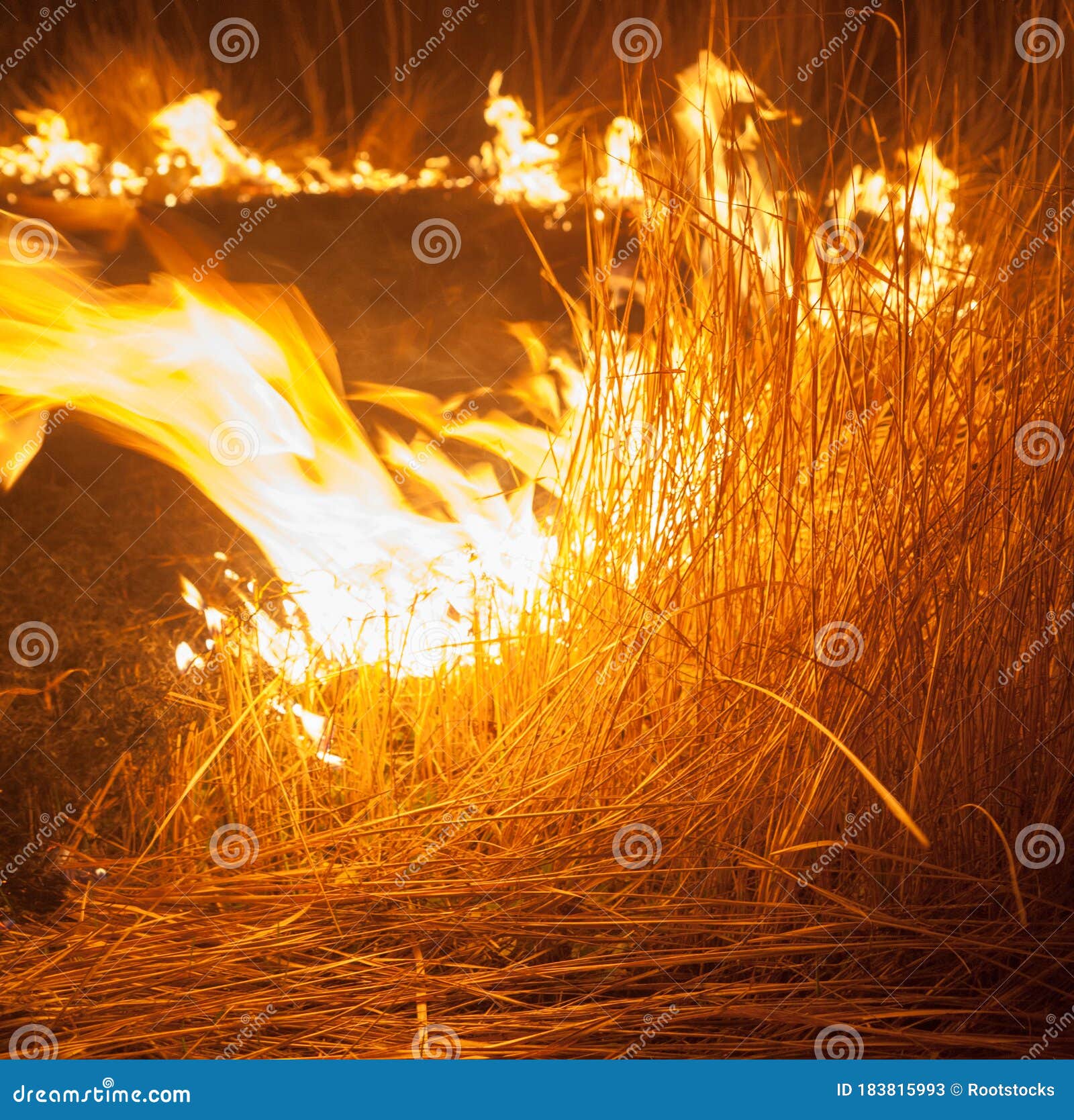Fire in the Field. Burning Grass Stock Image - Image of destroy ...
