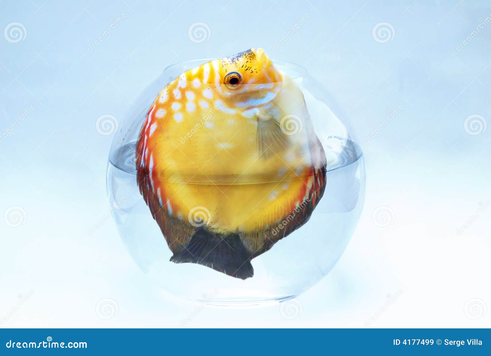 Big fish stock image. Image of water, single, nature, static - 4177499