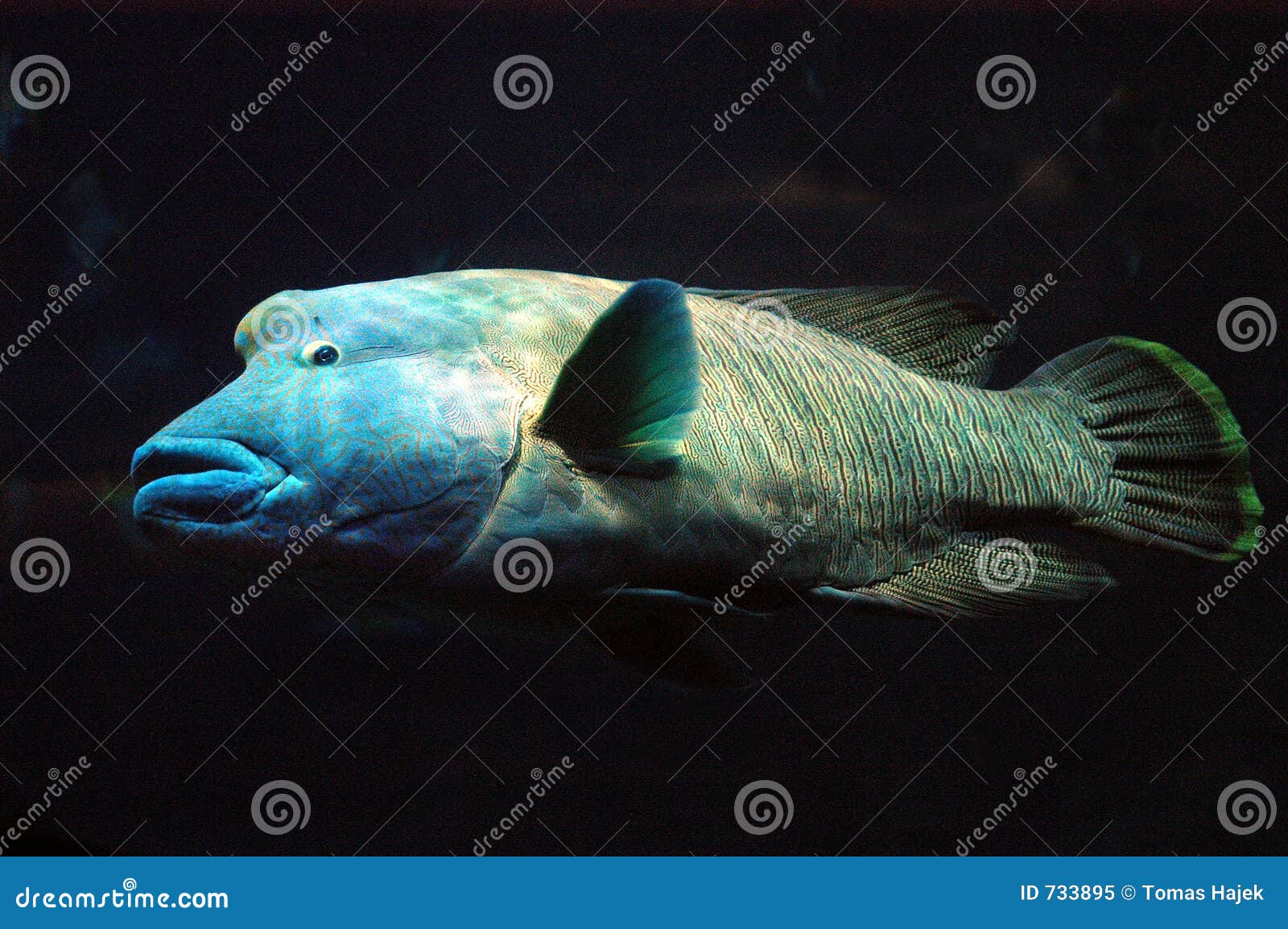Big Fish Royalty Free Stock Photo - Image: 733895