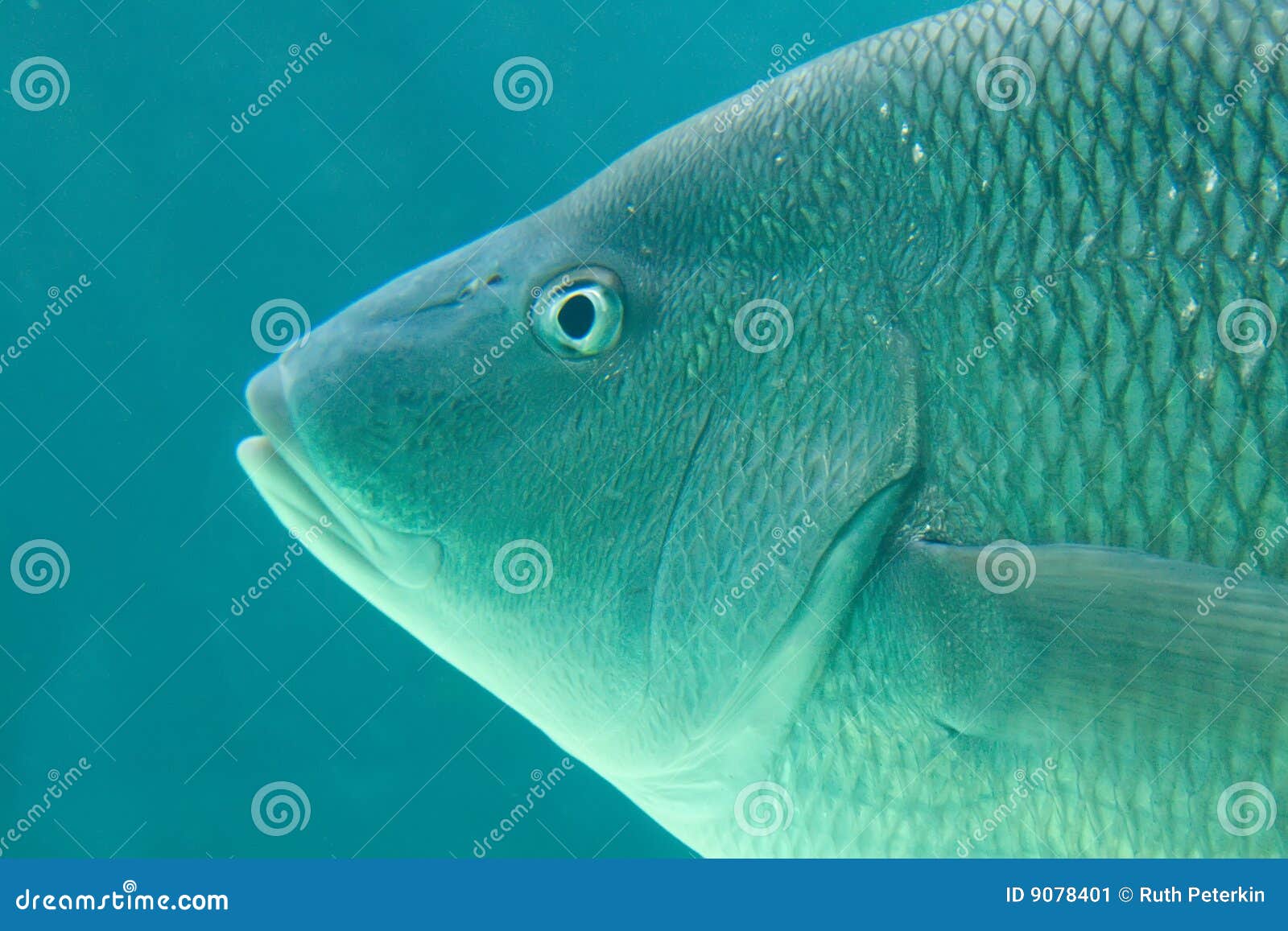 Big Fish Picture. Image: 9078401