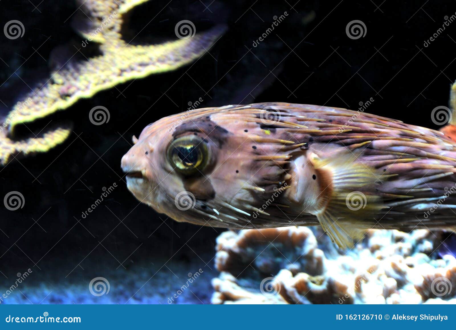 Big fish in the aquarium stock photo. Image of tail - 162126710