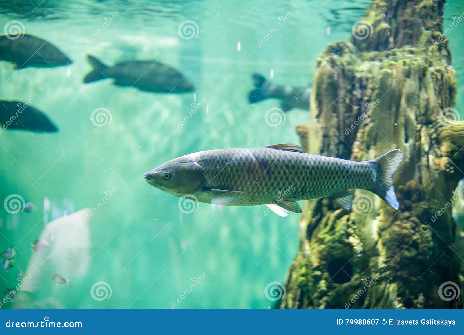 Big fish in the aquarium stock image. Image of gravel - 79980607