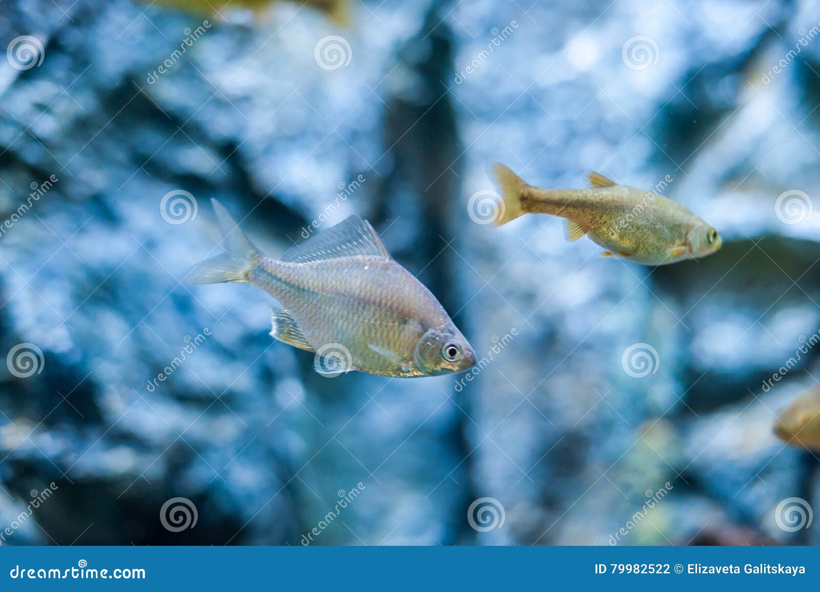 Big fish in the aquarium stock photo. Image of garden - 79982522