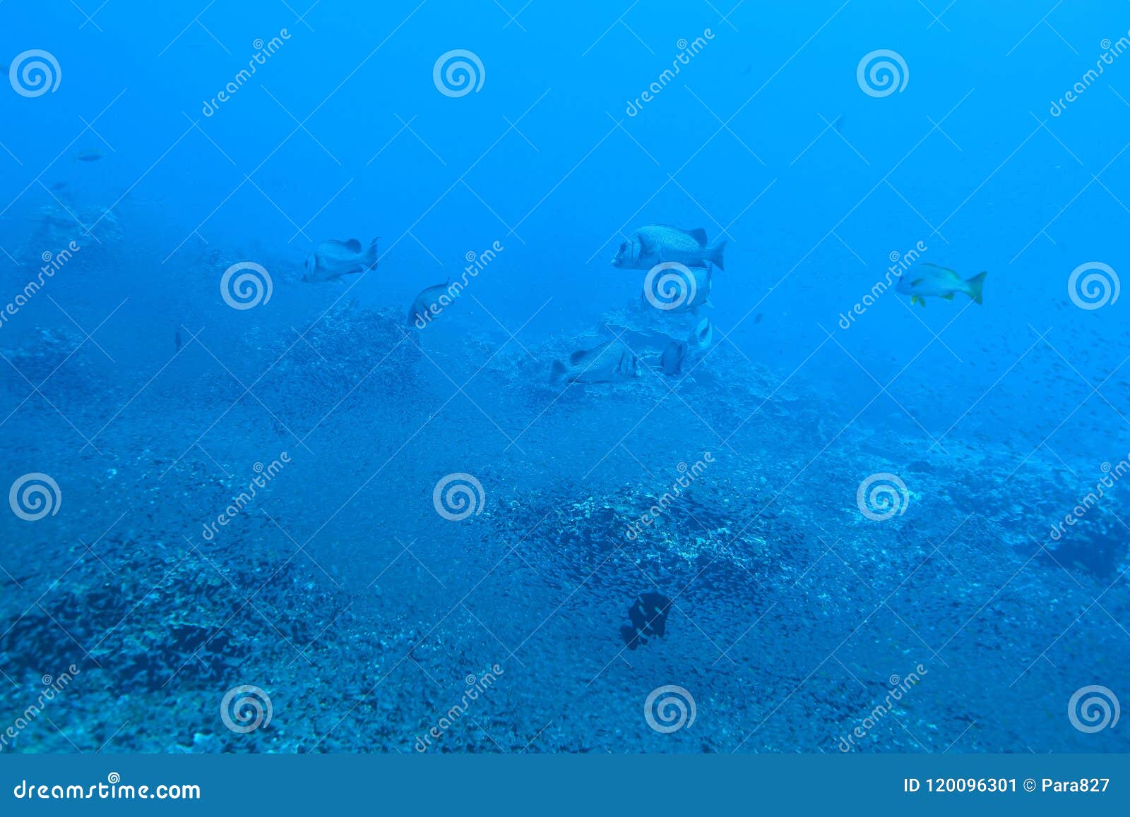 Big fish stock image. Image of marine, blue, scuba, andaman - 120096301