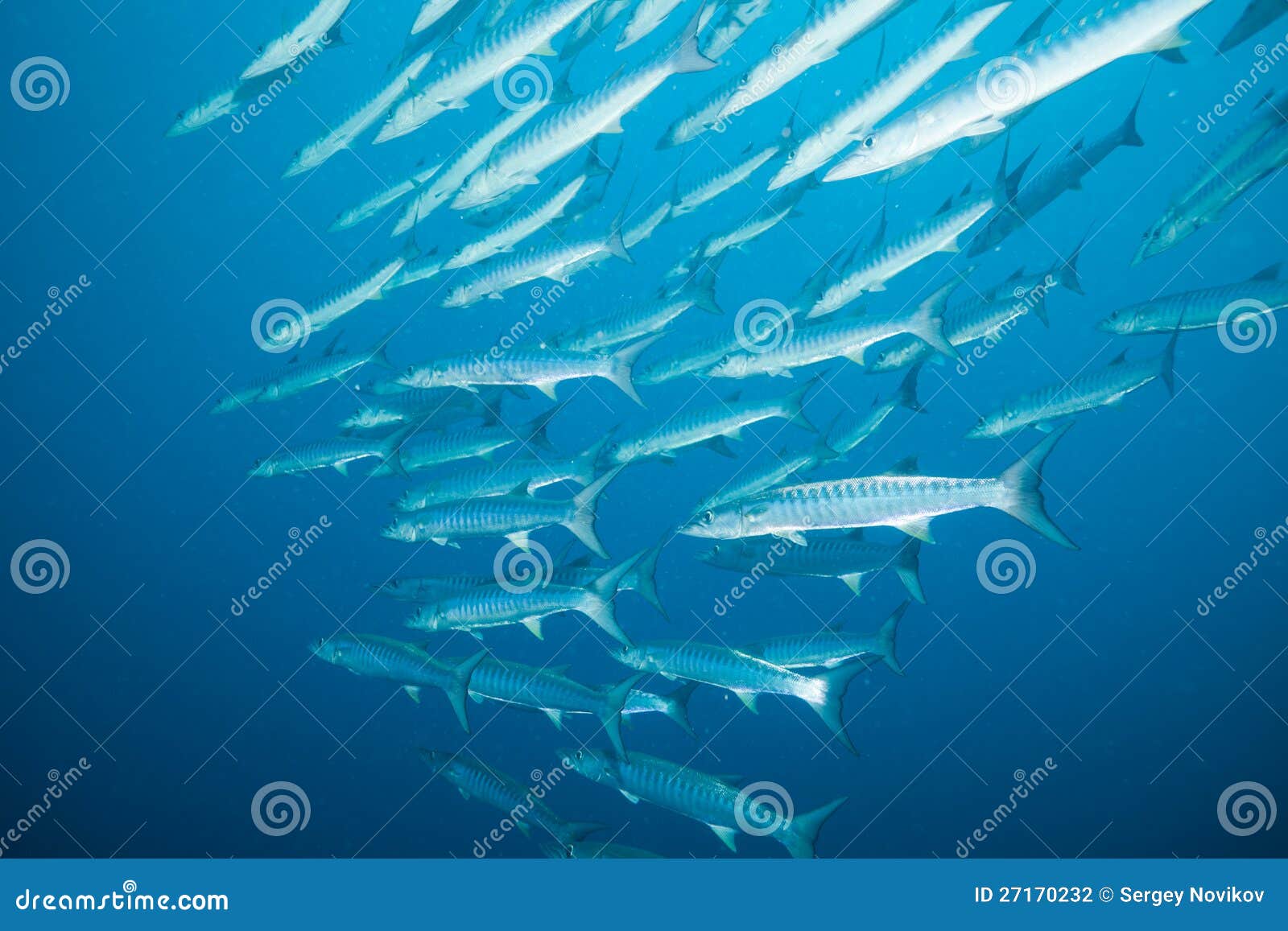 Big fish in big water stock photo. Image of colorful - 27170232