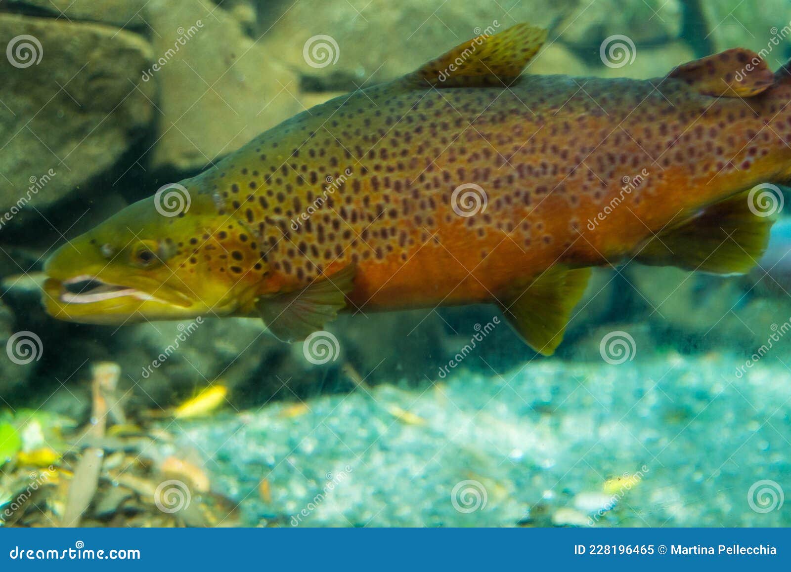 Big fish in blue water stock image. Image of lake, black - 228196465