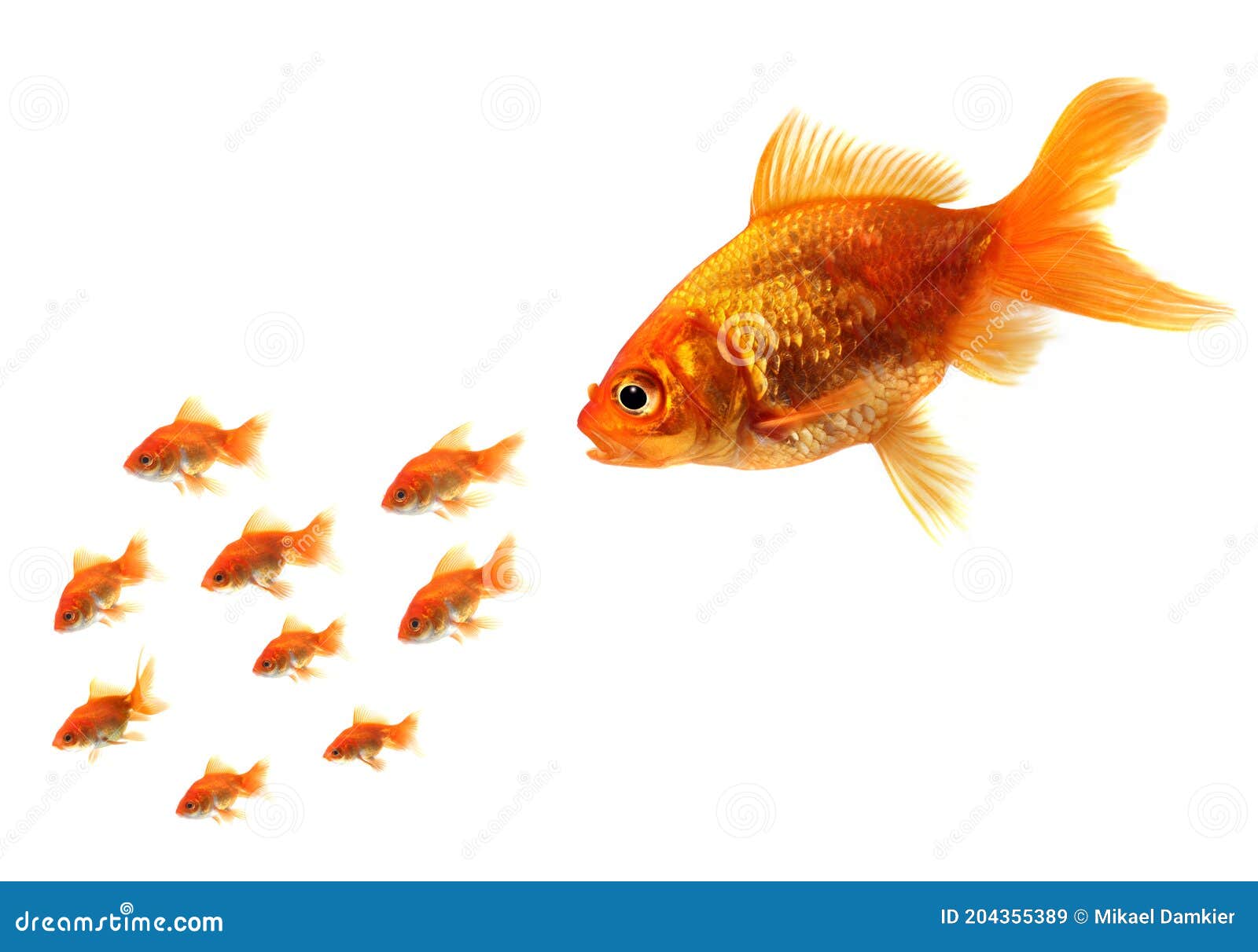 Big Fish Chasing Little Goldfish Stock Image - Image of happy, fish ...