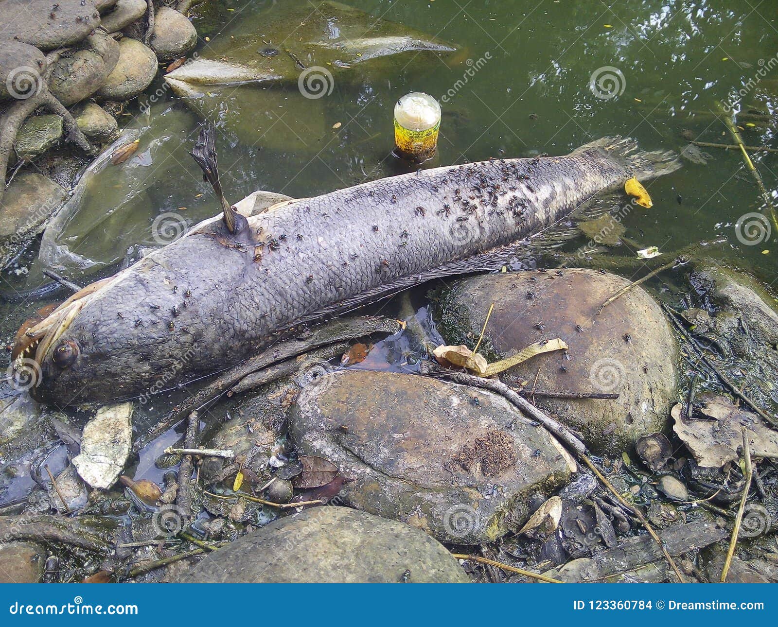 Big fish die poorly. stock photo. Image of poison, great - 123360784