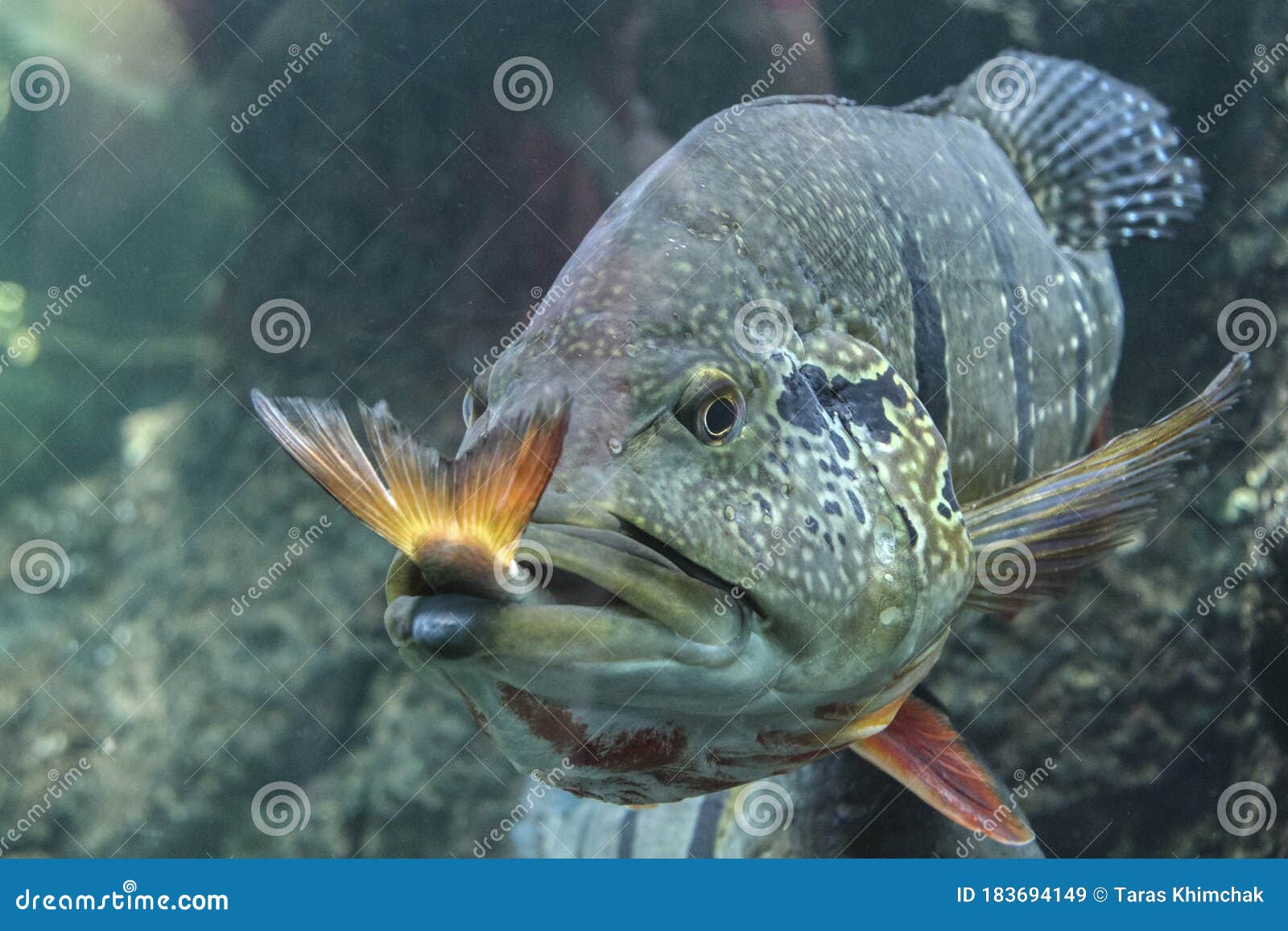 The Big Fish Eat the Little One, the Powerful Instinctively and ...