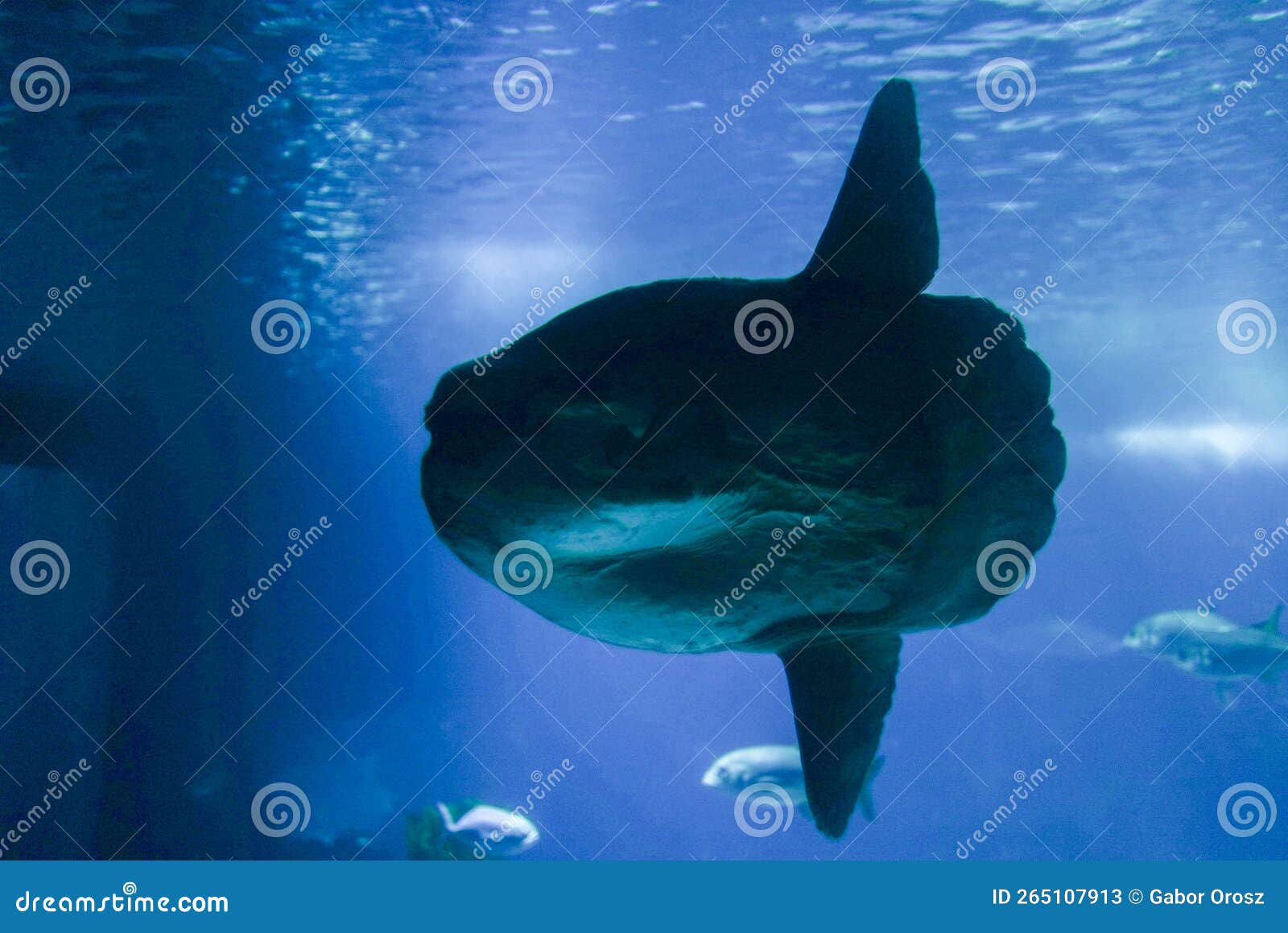Huge Fish Swimming Close Underwater Stock Image - Image of current ...