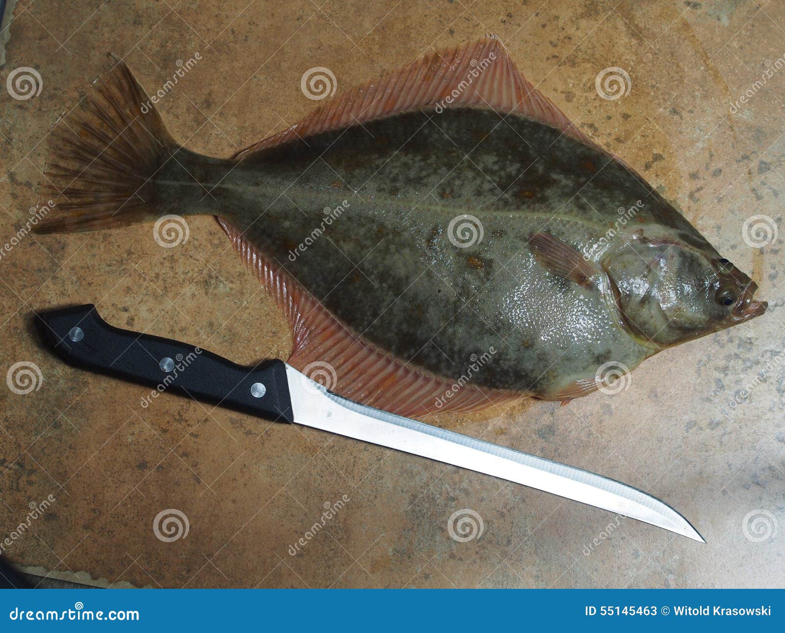 Big fish flounder stock image. Image of spotted, stone - 55145463