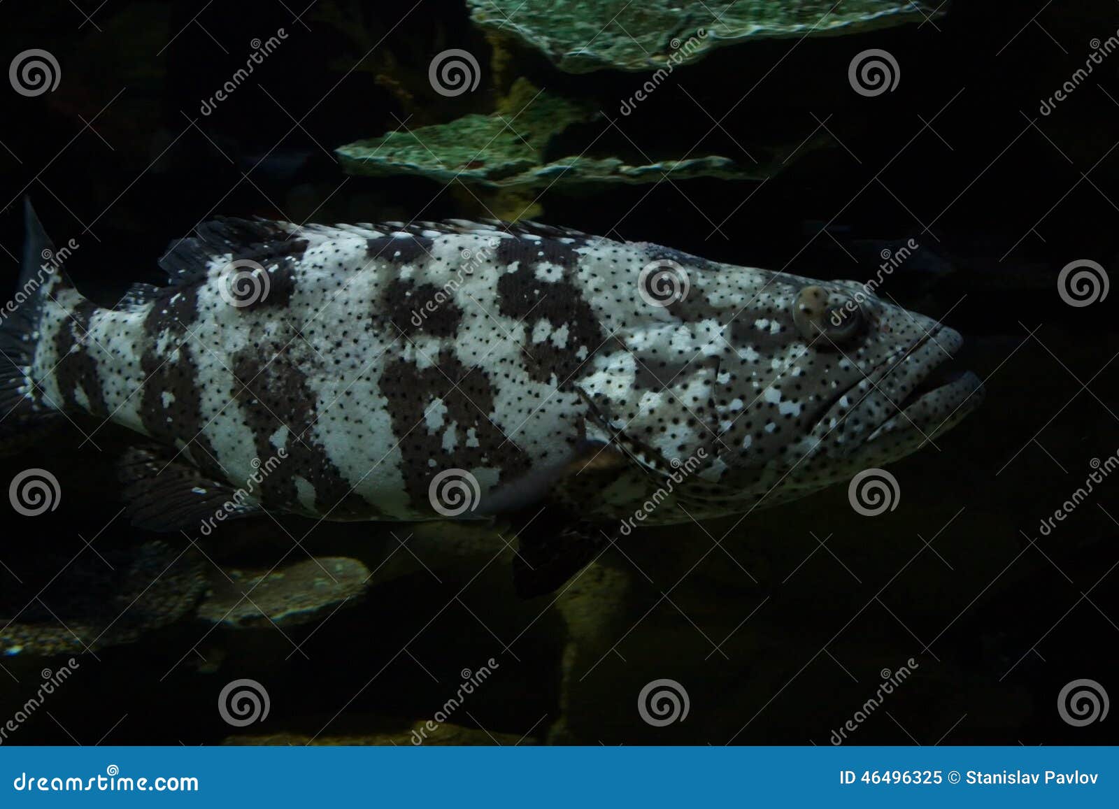 Big fish stock image. Image of scary, fish, water, ocean - 46496325