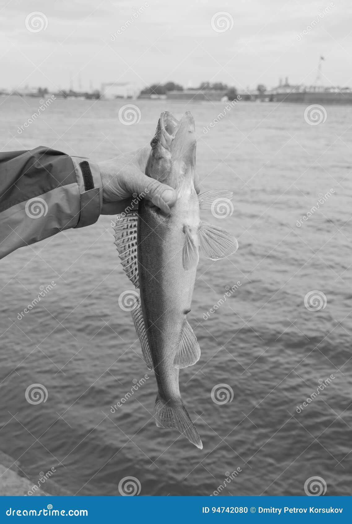 Big Fish in Hands Fisherman. Stock Photo - Image of freshwater, fresh ...