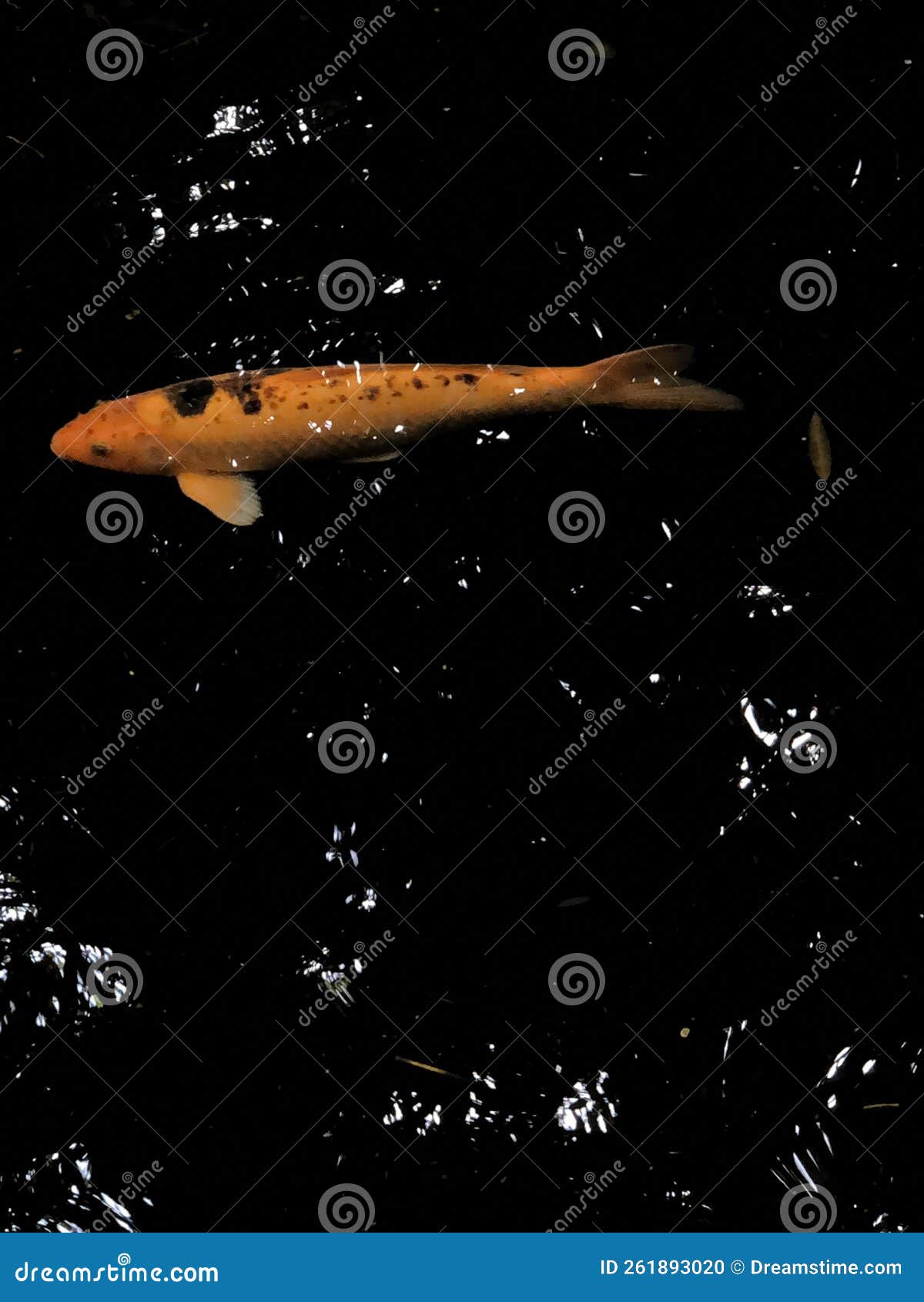 Big Fish Koi Aesthetic Photos Stock Photo - Image of wallpaper, fish ...
