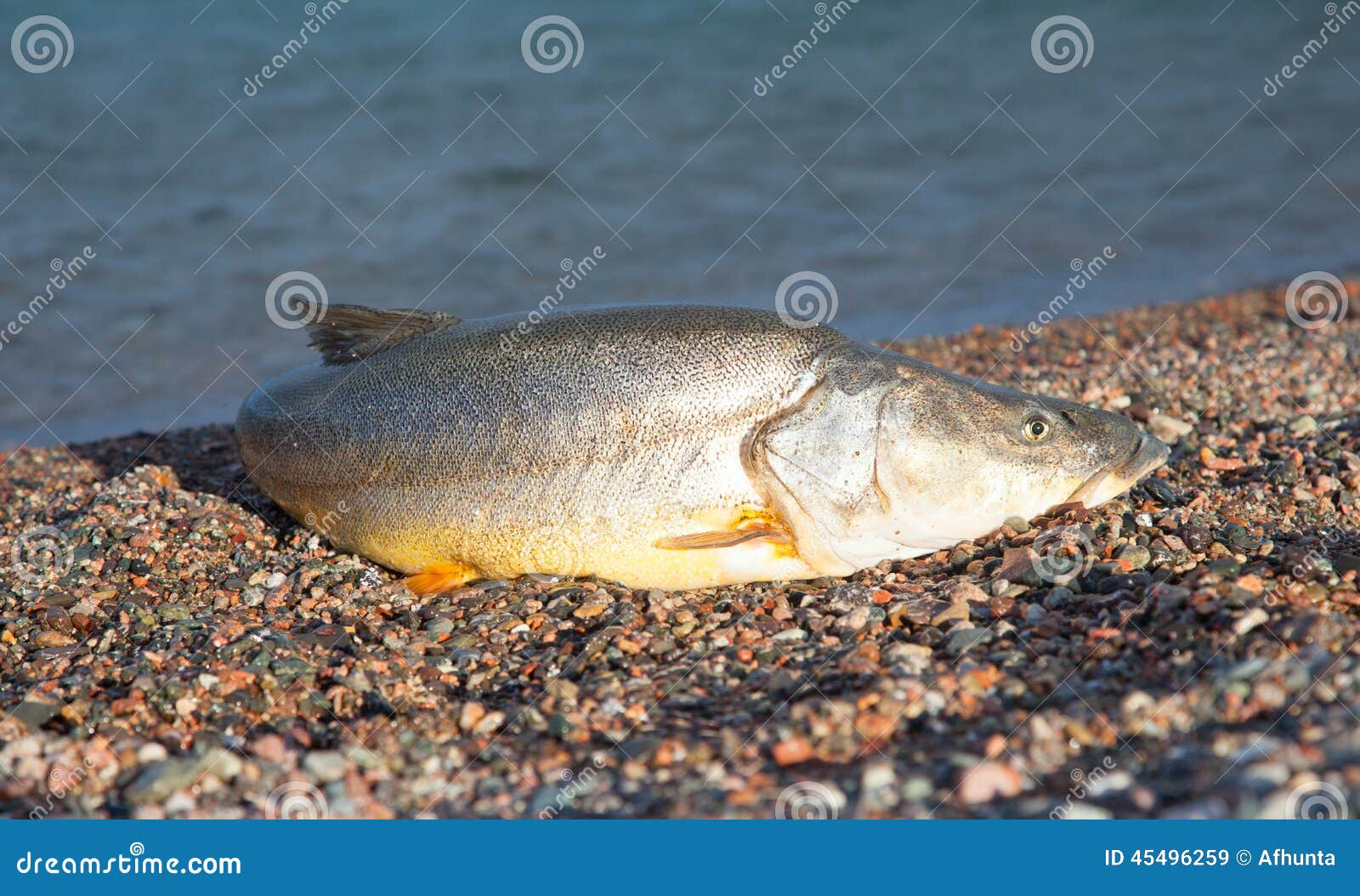 Big fish stock image. Image of osman, large, river, pursuit - 45496259