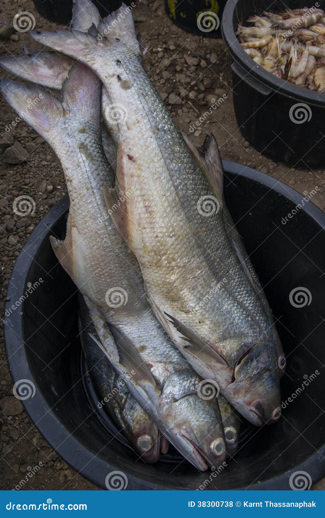 A big fish in Myanmar stock photo. Image of dawei, abundant - 38300738
