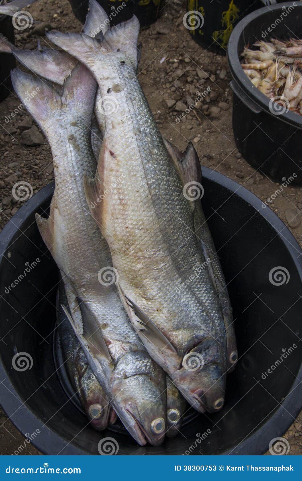A big fish in Myanmar stock image. Image of morning, food - 38300753