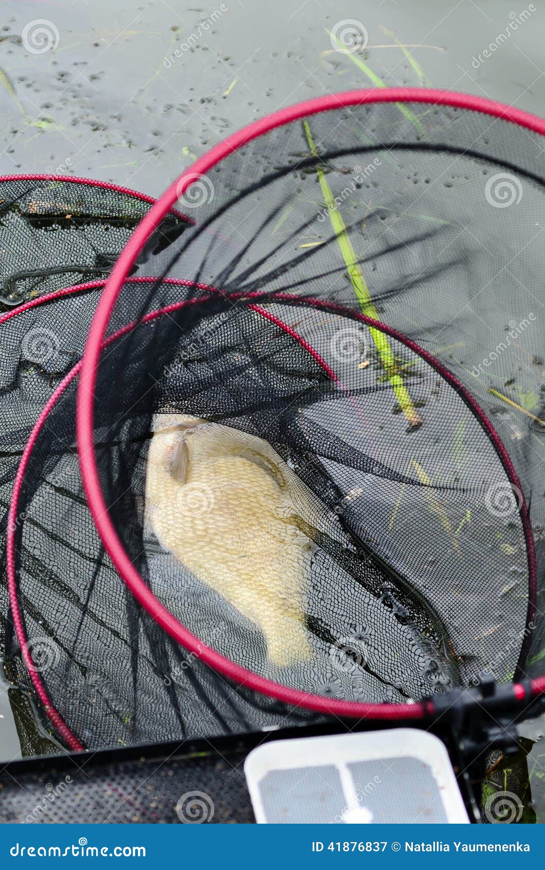 Big fish in net stock image. Image of bream, occupation - 41876837