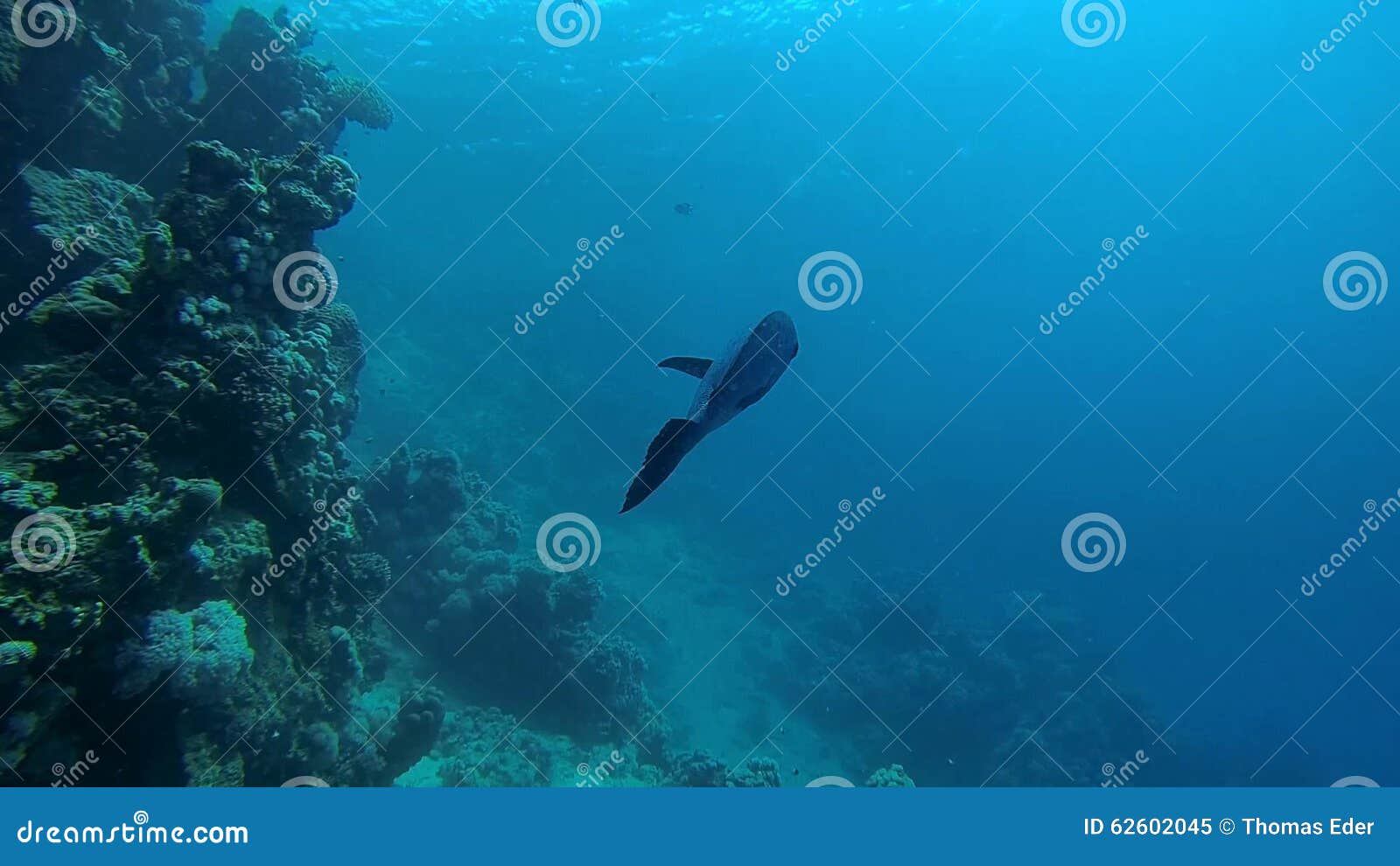 Big Fish in the Sea on the Reef Stock Video - Video of nature ...