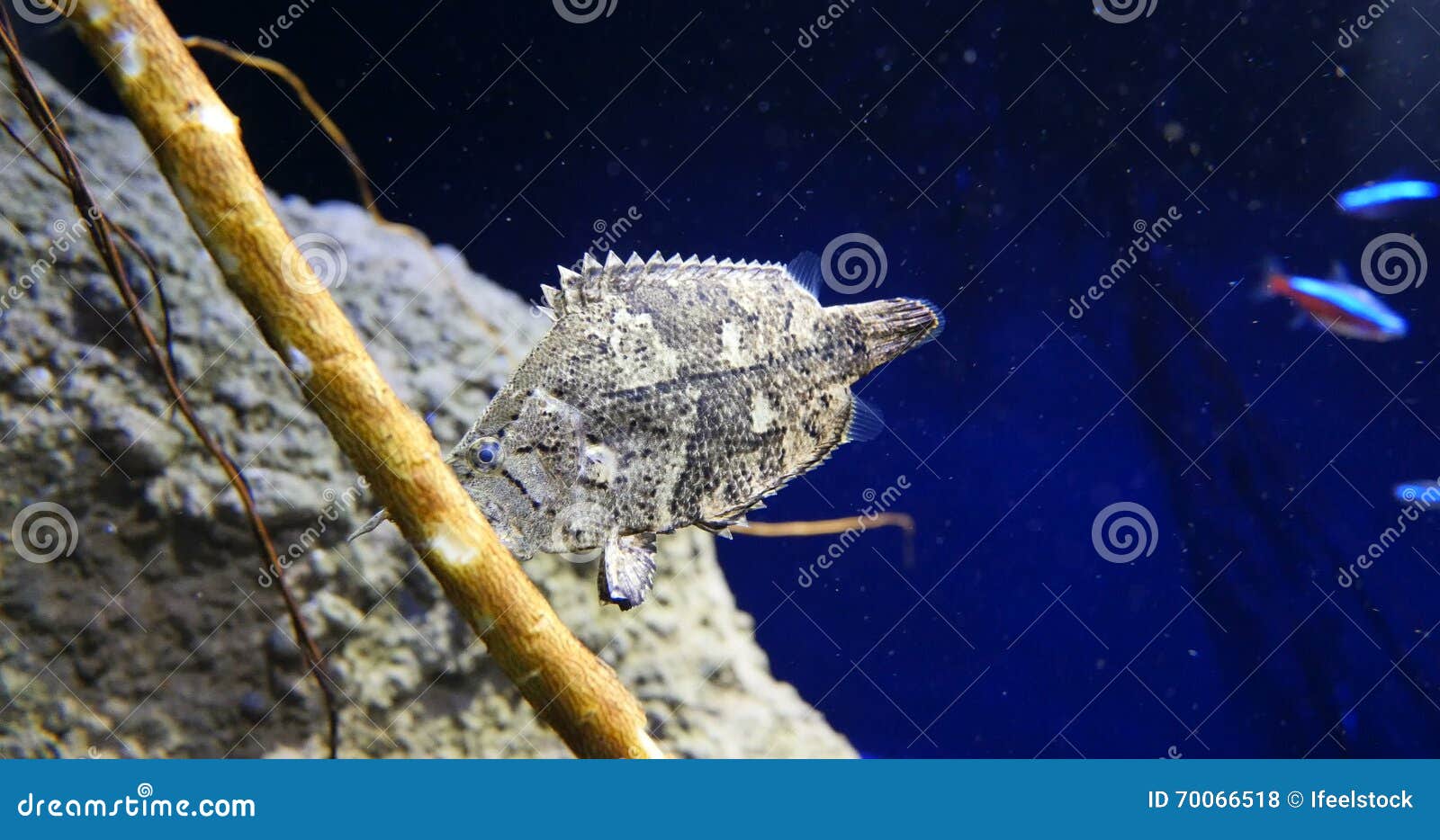 Big Fish with Sharp Nose Being Shy Stock Footage - Video of blue, fauna ...