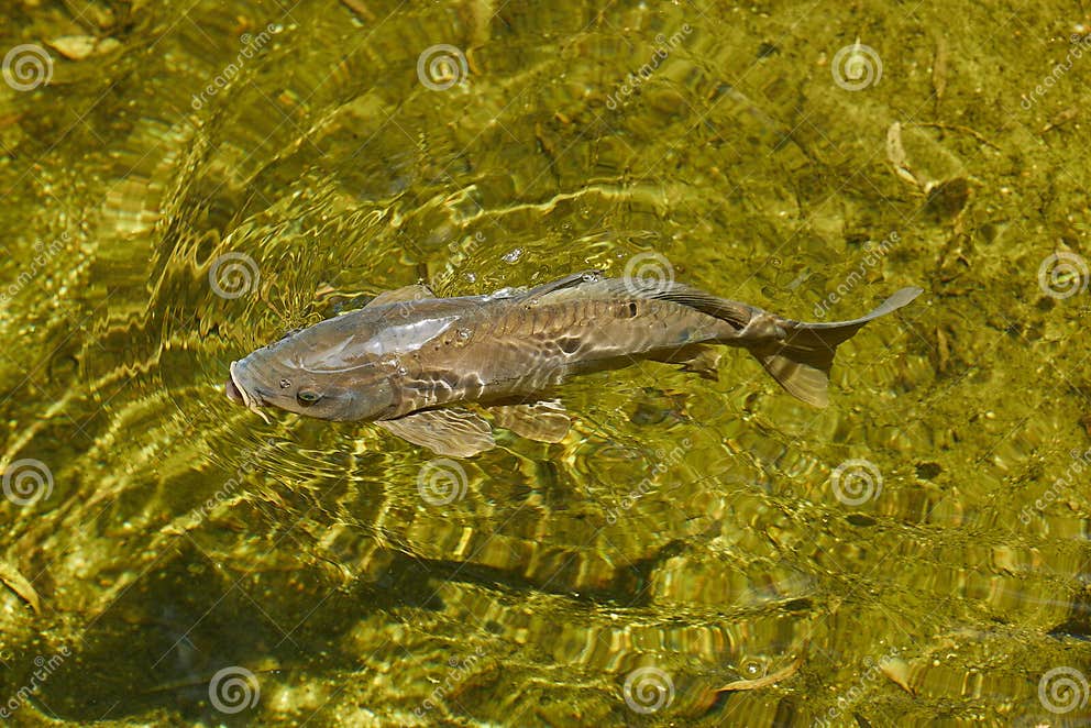 Big Fish at the Surface of the Lake, Top View Stock Image - Image of ...