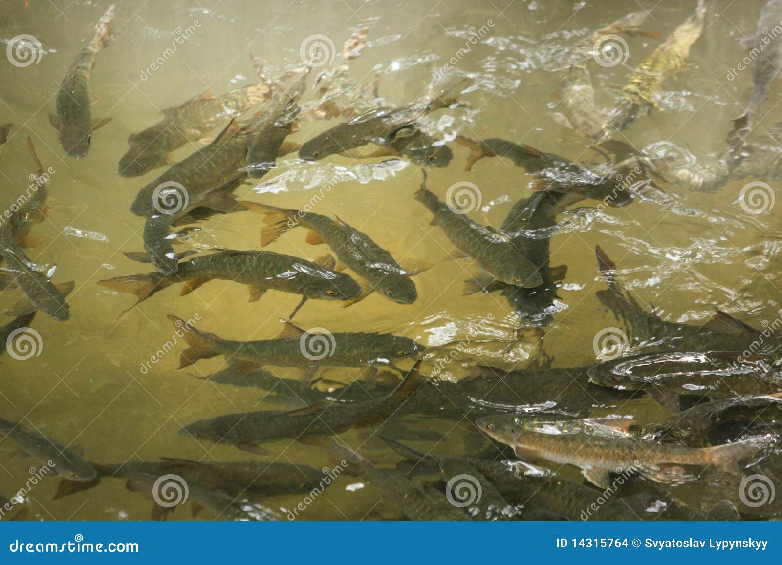 Big Fish that Swim in River Stock Photo - Image of cold, landscape ...