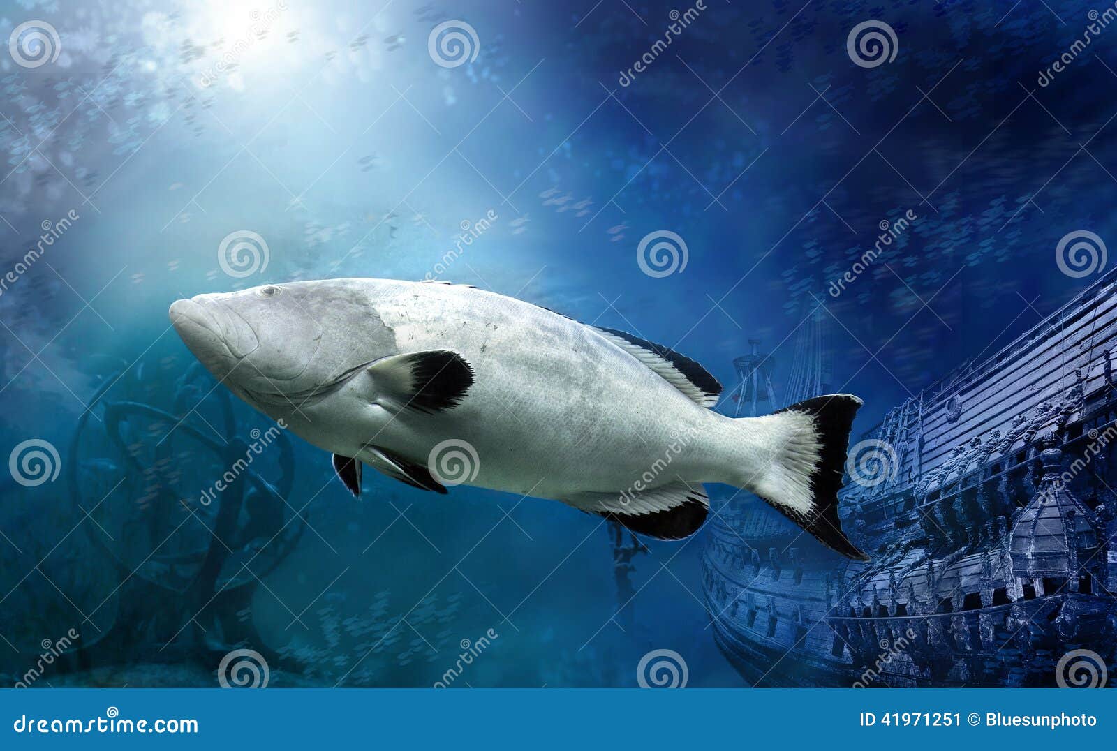Big Fish stock image. Image of ocean, atlantic, fish - 41971251