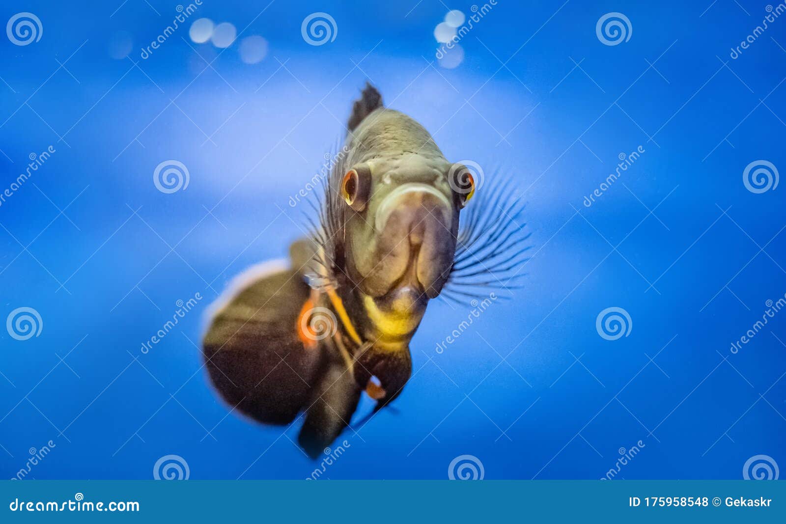 Big Fish Swimming in Aquarium Stock Photo - Image of tropical, ocean ...