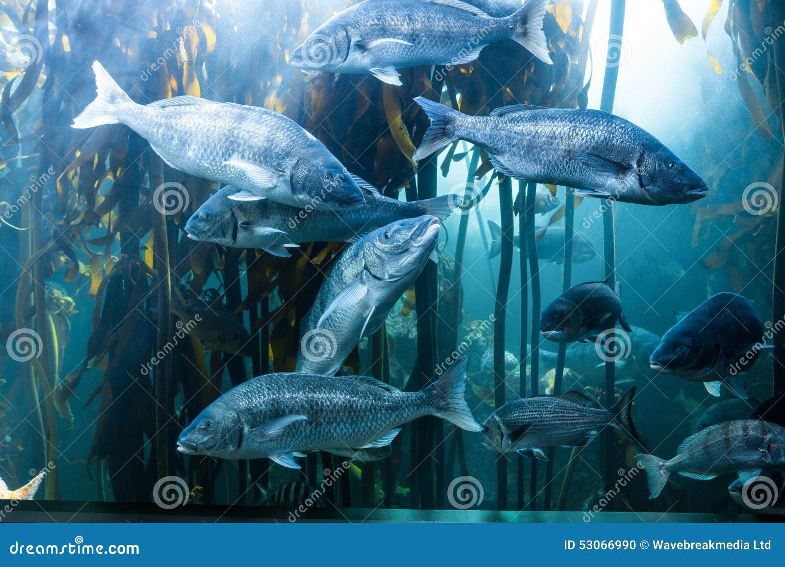 Big Fish Swimming in a Tank Stock Photo - Image of storage, people ...