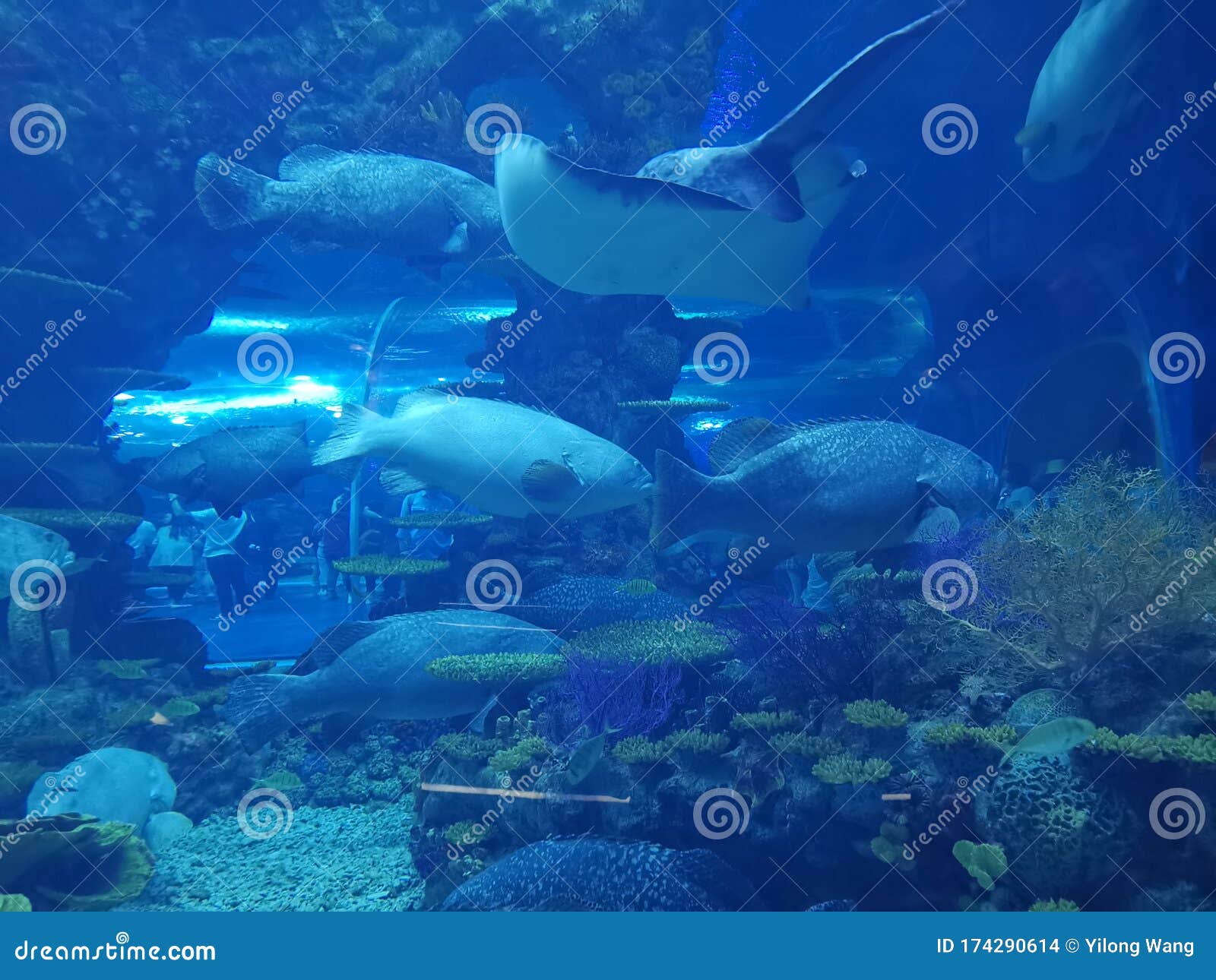 Big Fish Swimming in the Underwater World Stock Photo - Image of life ...