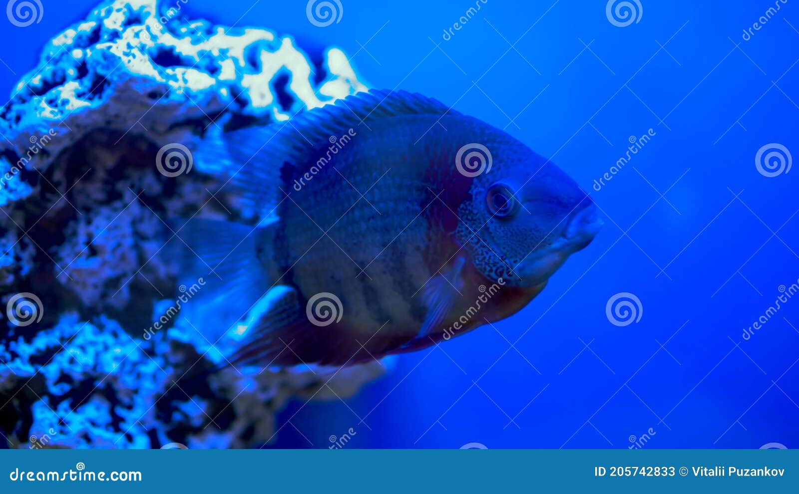 Big fish swims in aquarium stock image. Image of alone - 205742833