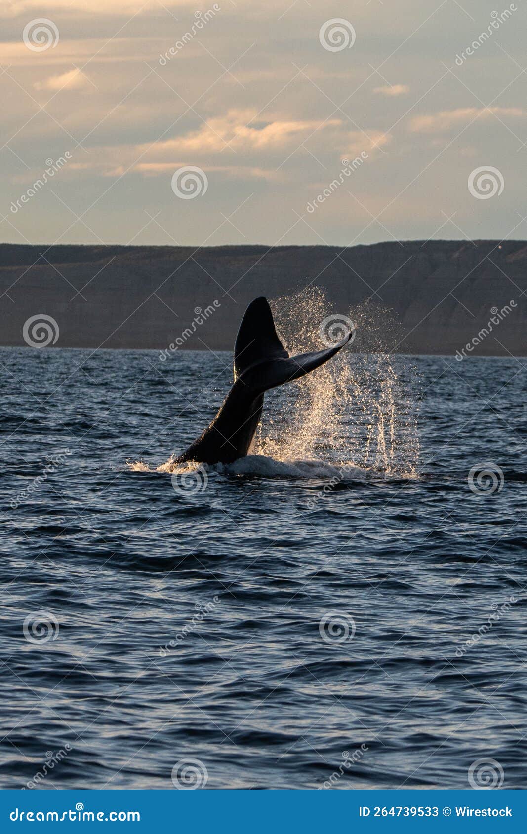 Big Fish Tail Splashing the Water Stock Image - Image of splash ...