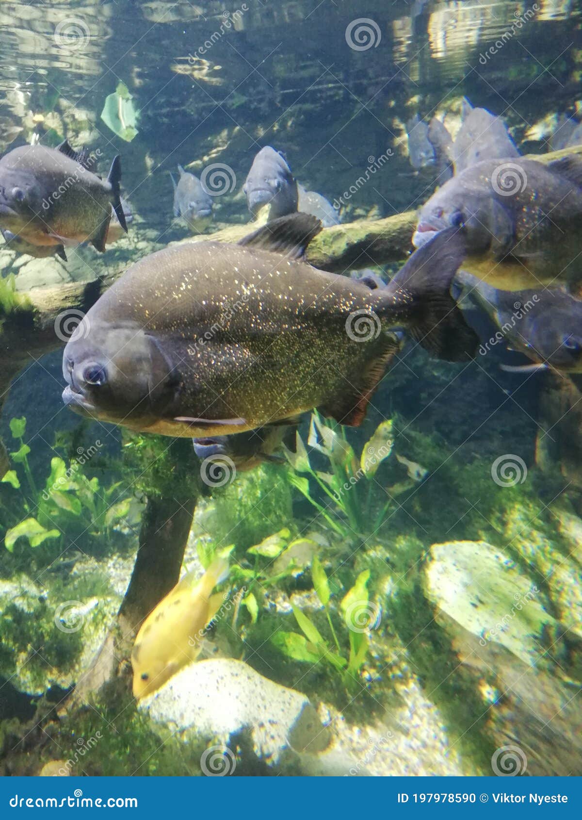 Big Fish stock photo. Image of aquarium, organism, animal - 197978590