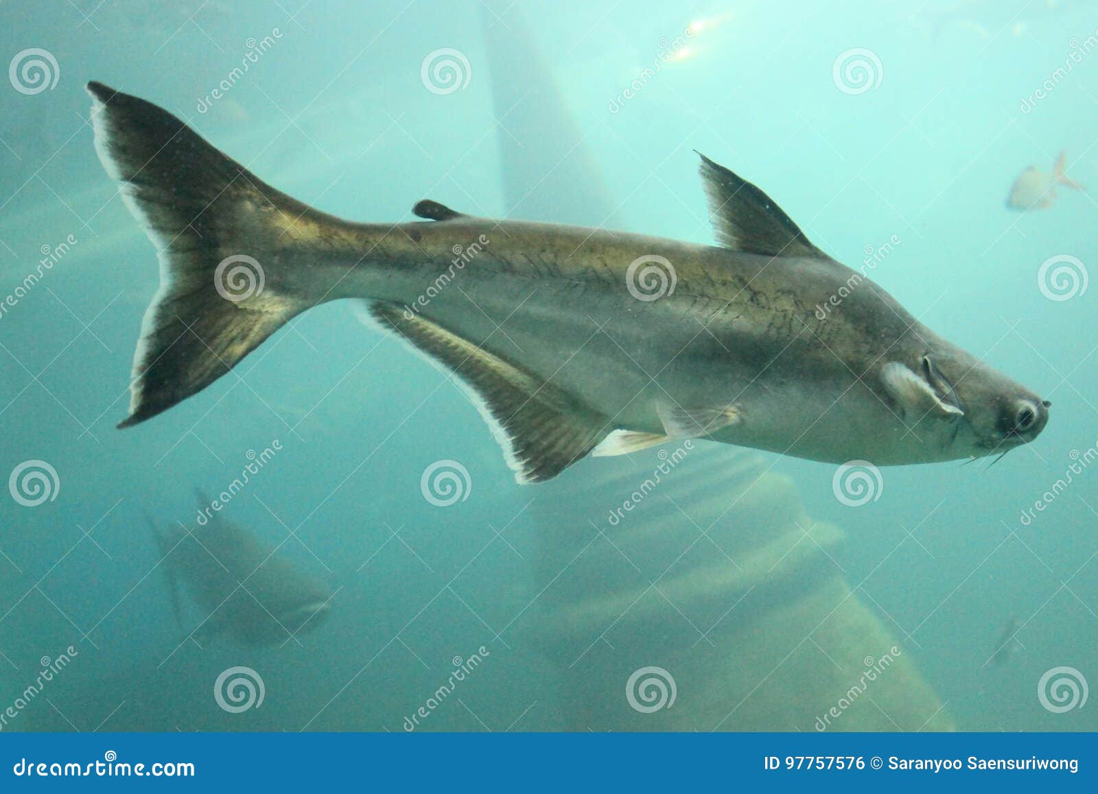 Big fish is underwater. stock photo. Image of aquatic - 97757576