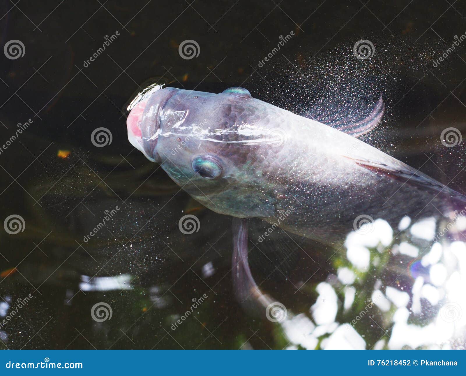 Big fish in the water stock photo. Image of mouth, swim - 76218452