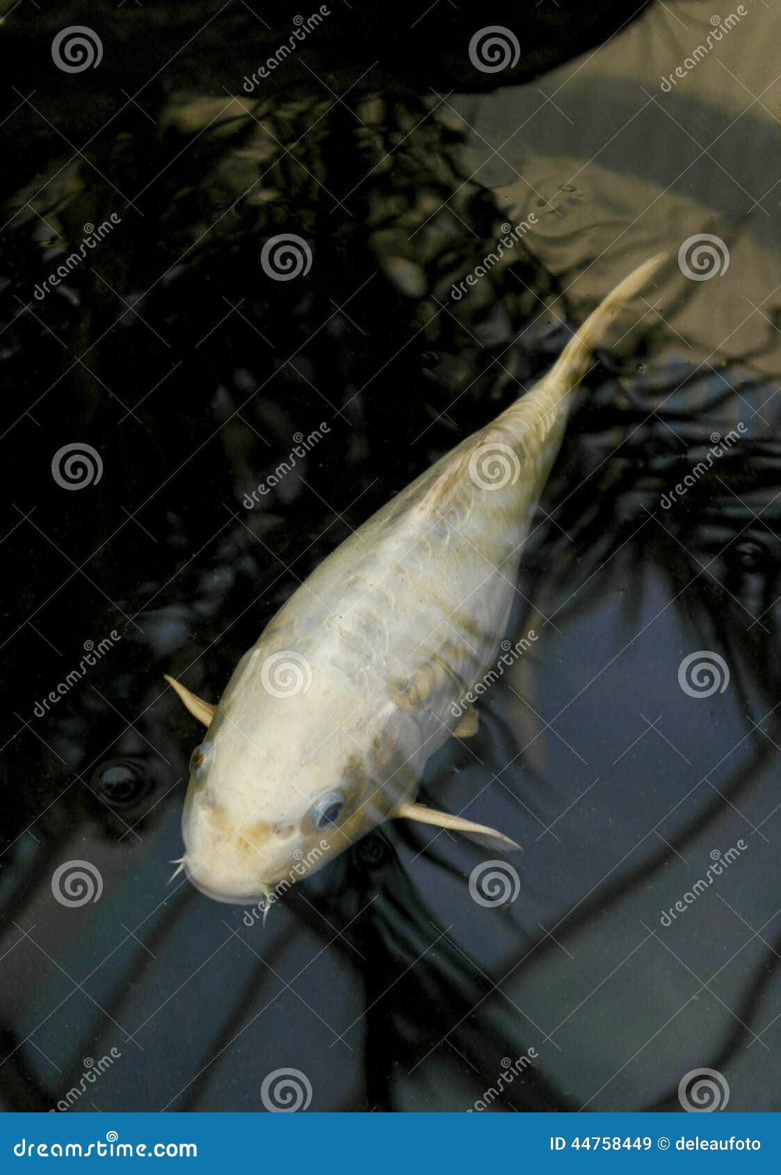 Big fish stock image. Image of water, shadow, white, fish - 44758449
