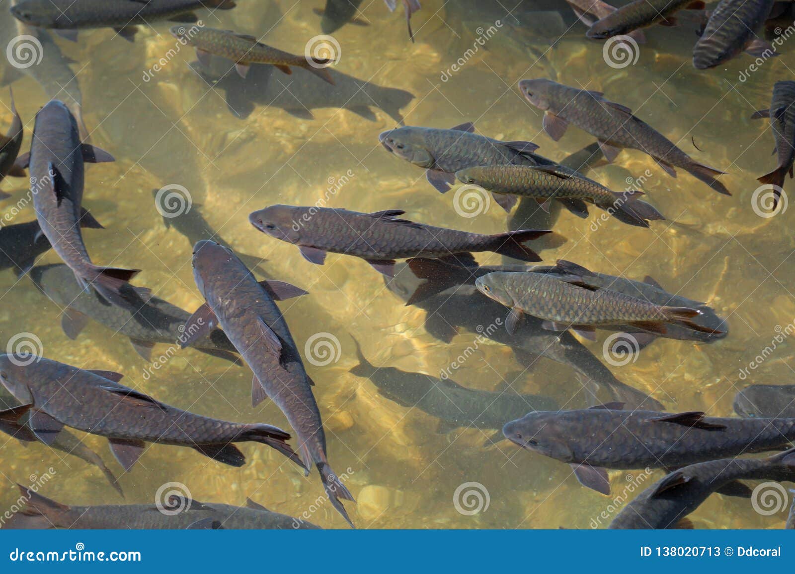 Big fishes swim in water stock image. Image of breeding - 138020713