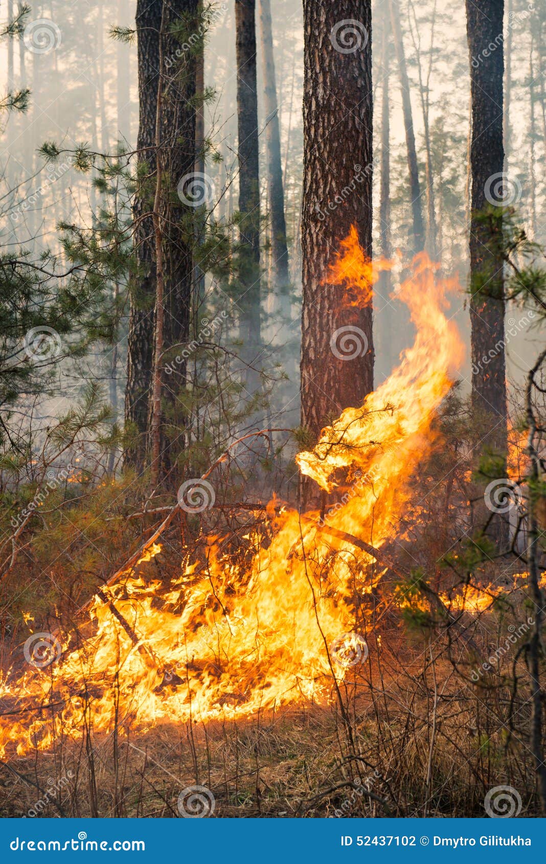 Big flame on forest fire stock photo. Image of danger - 52437102