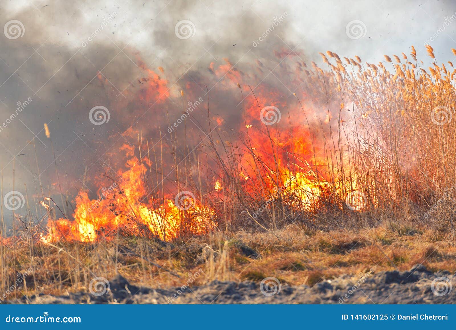 Big Flames on Field during Fire. Accidental Disaster Stock Image ...