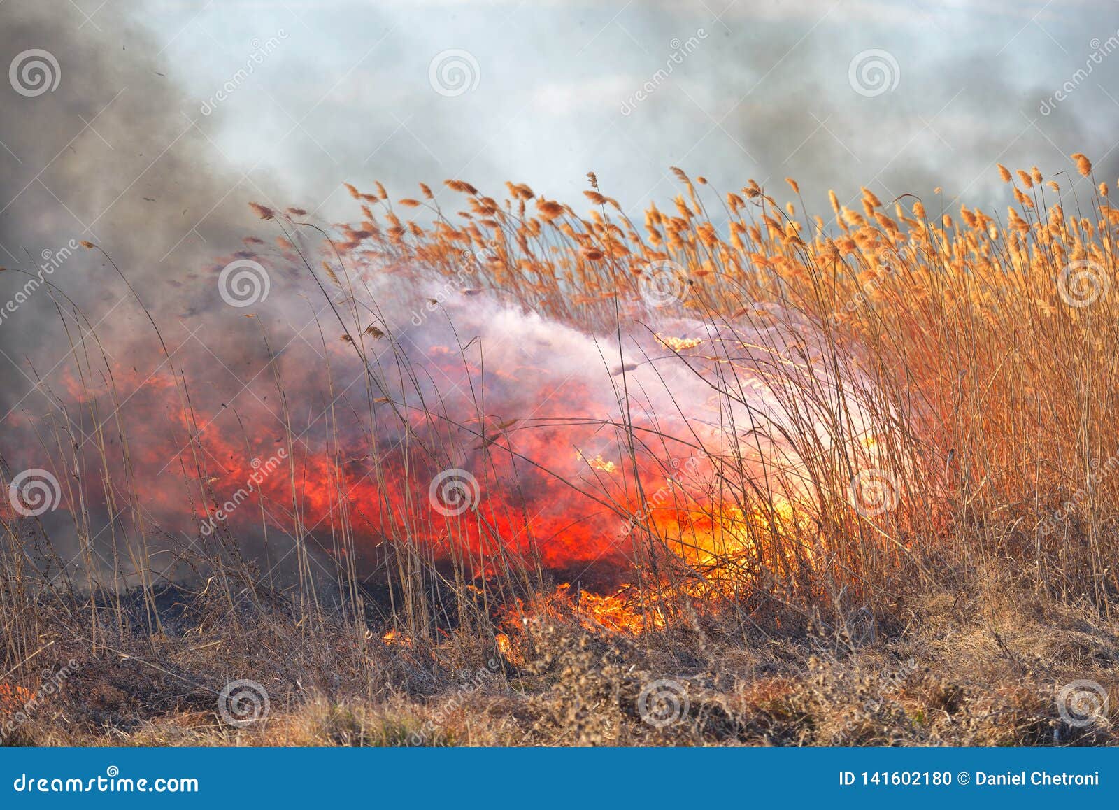 Big Flames on Field during Fire. Accidental Disaster Stock Photo ...