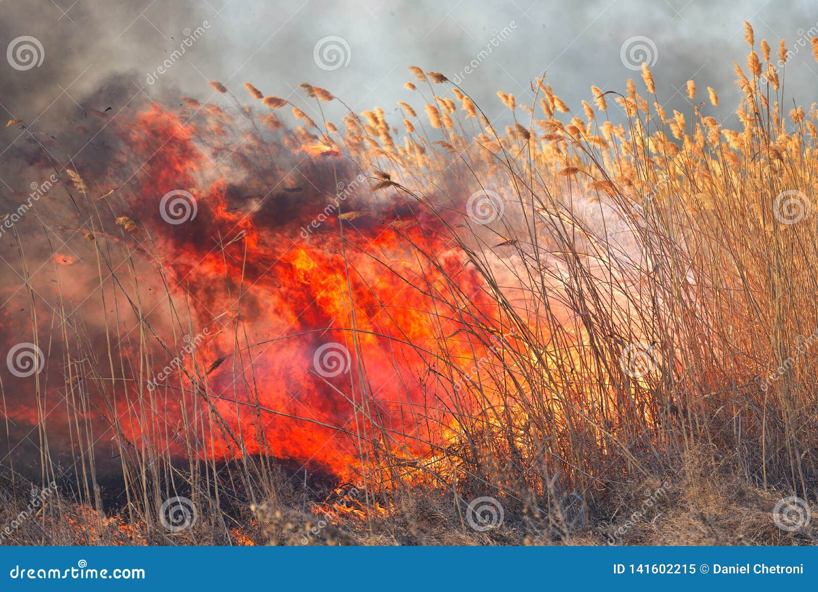 Big Flames on Field during Fire. Accidental Disaster Stock Image ...
