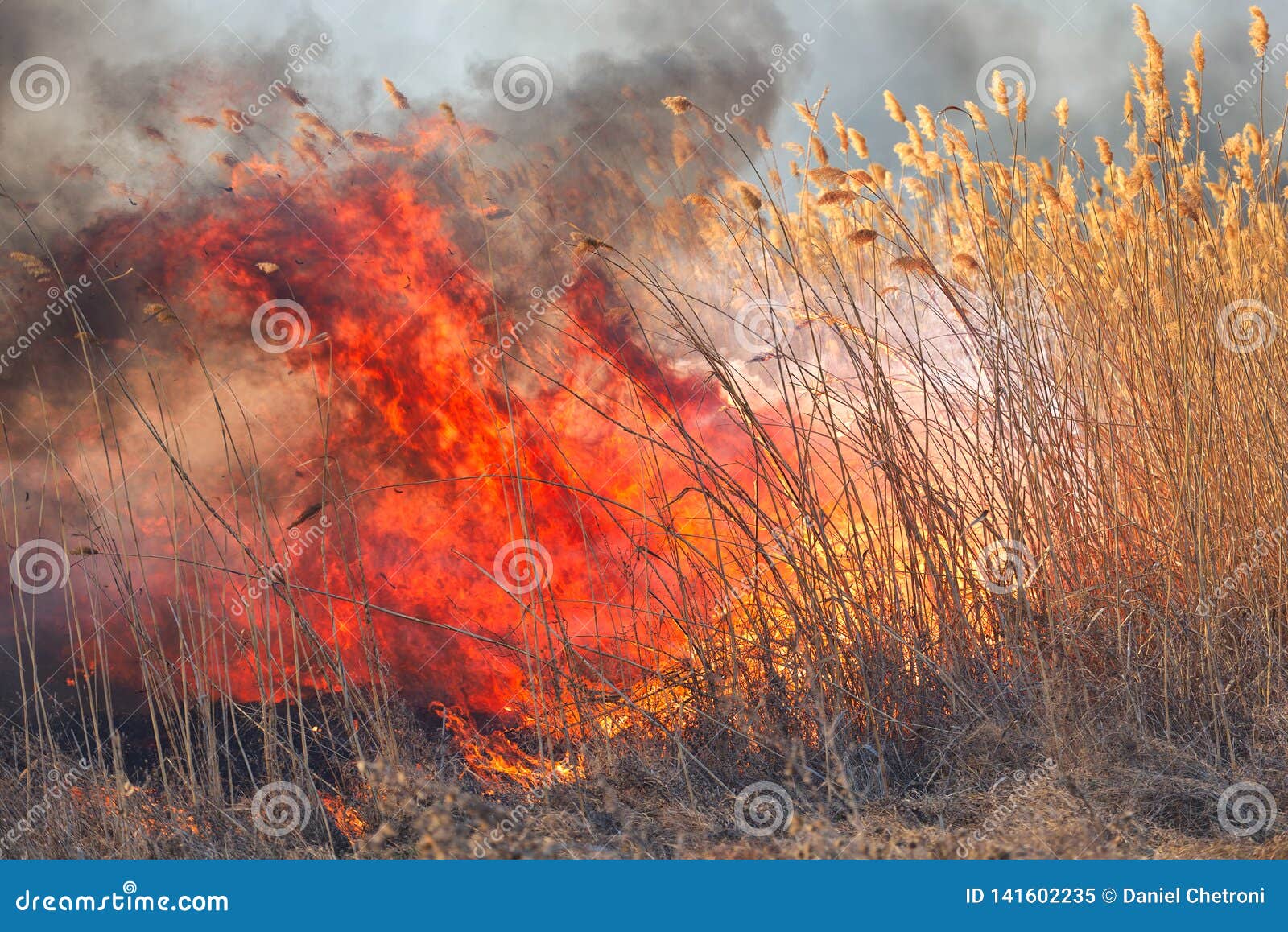 Big Flames on Field during Fire. Accidental Disaster Stock Image ...