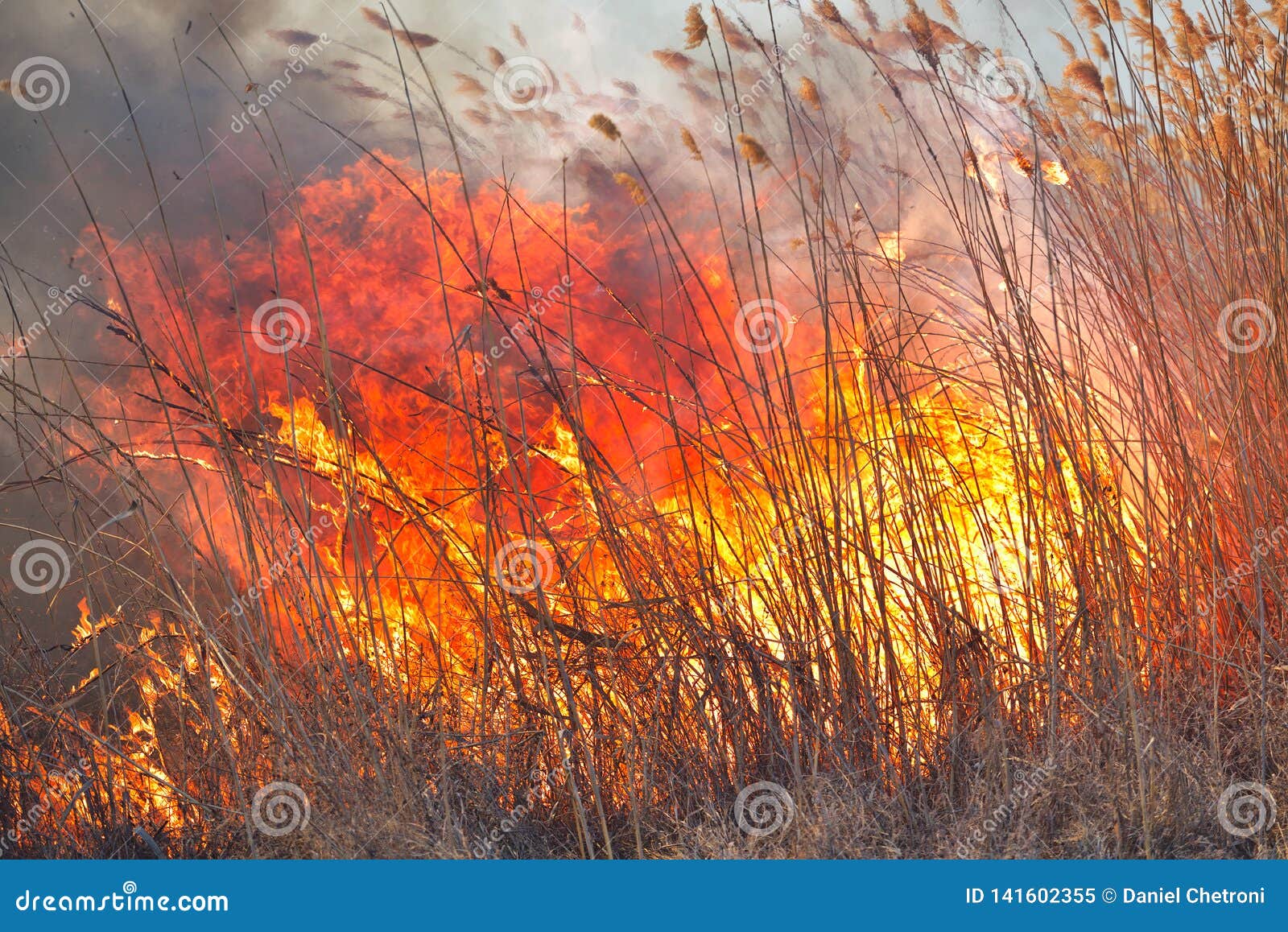 Field On Fire Orange Glow Stock Photography | CartoonDealer.com #51286634