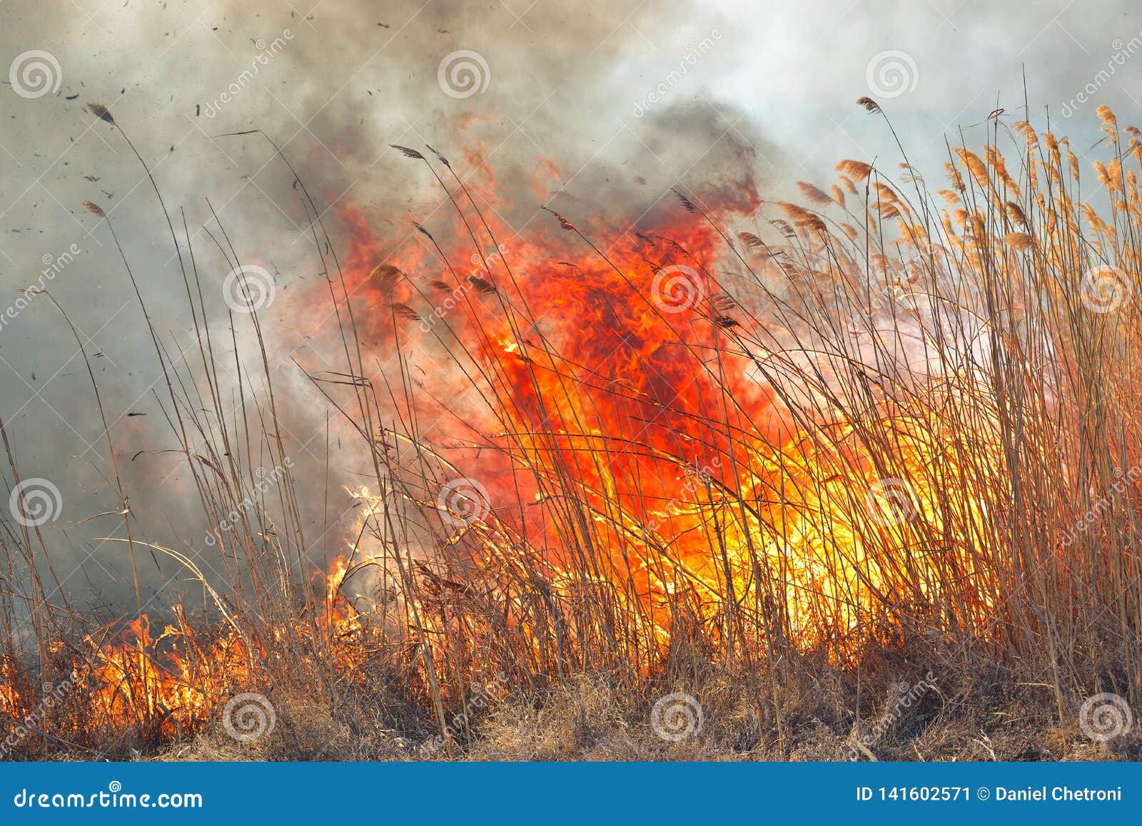 Big Flames on Field during Fire. Accidental Disaster Stock Image ...