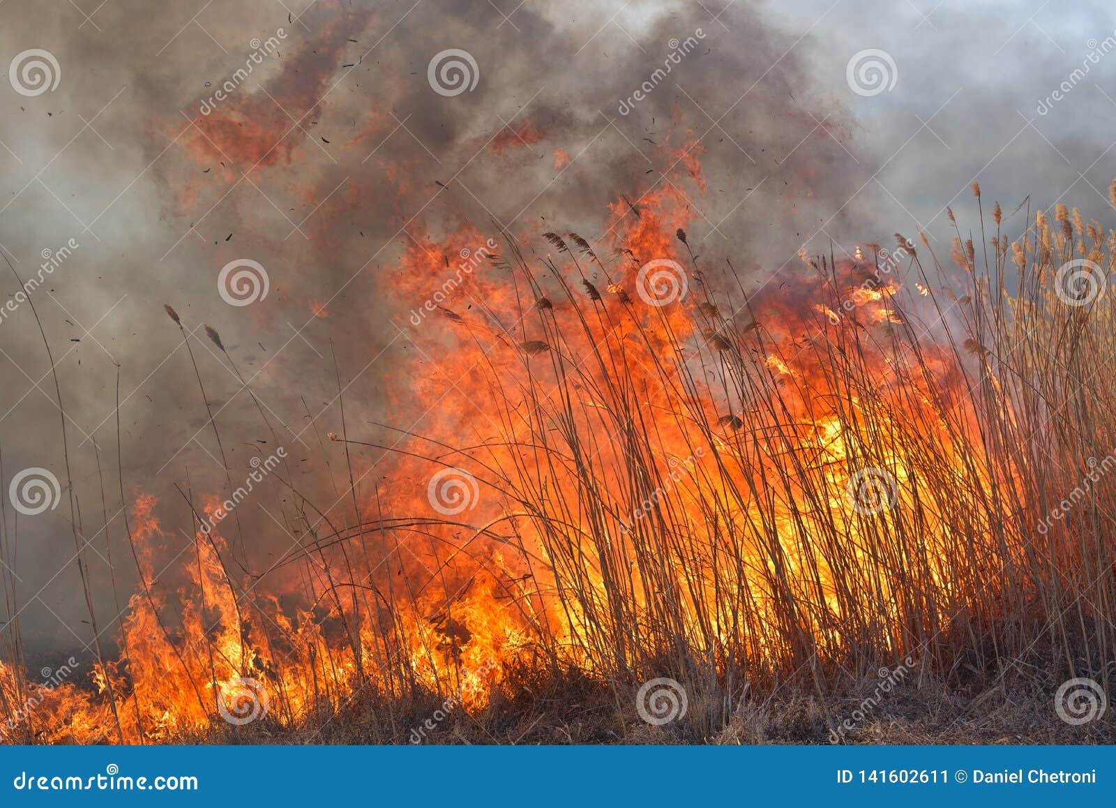 Big Flames on Field during Fire. Accidental Disaster Stock Image ...