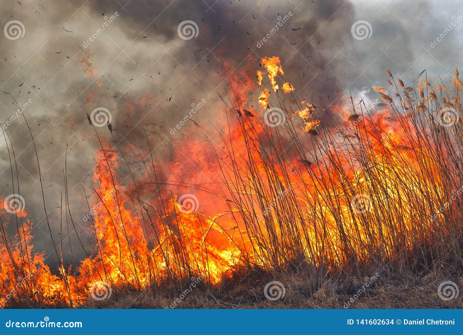 Big Flames on Field during Fire. Accidental Disaster Stock Photo ...
