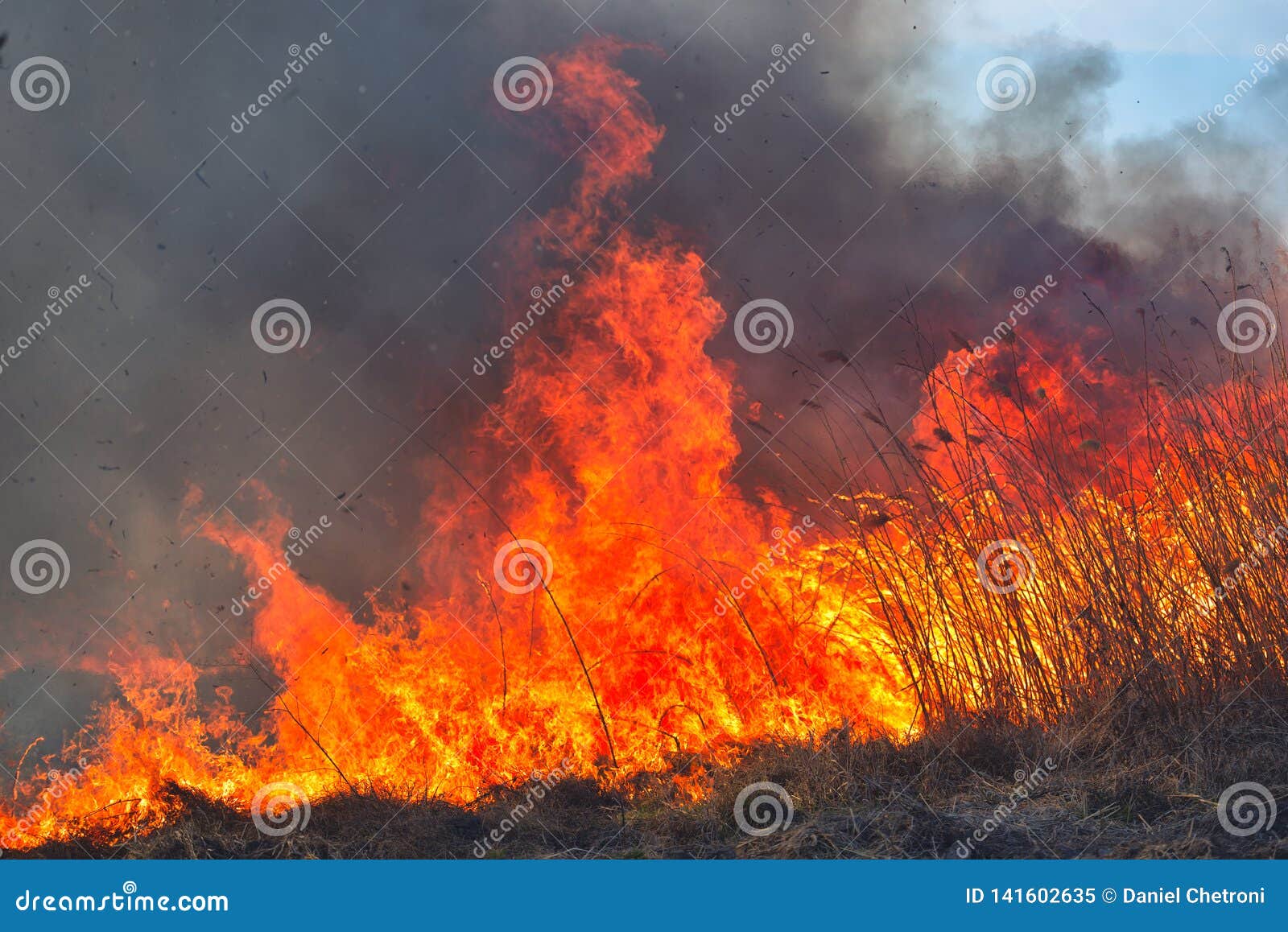Big Flames on Field during Fire. Accidental Disaster Stock Image ...