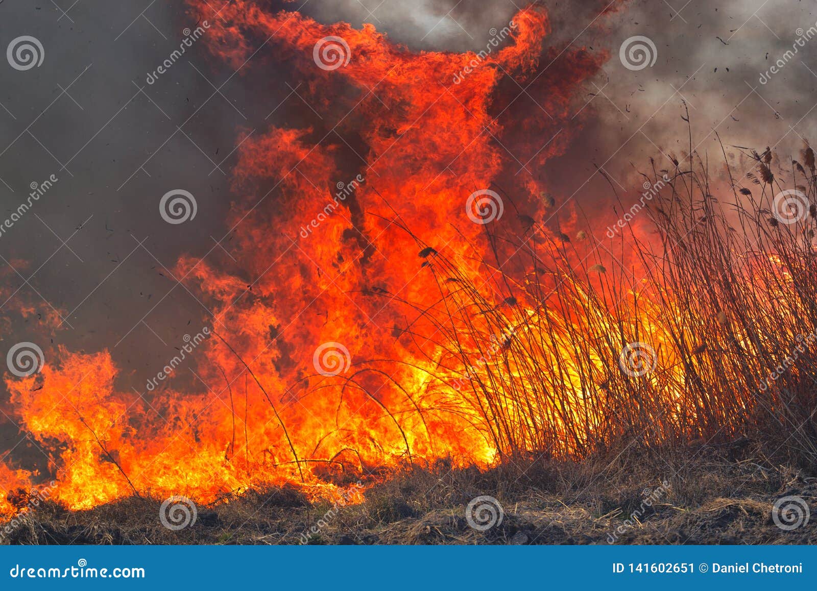 Big Flames on Field during Fire. Accidental Disaster Stock Image ...