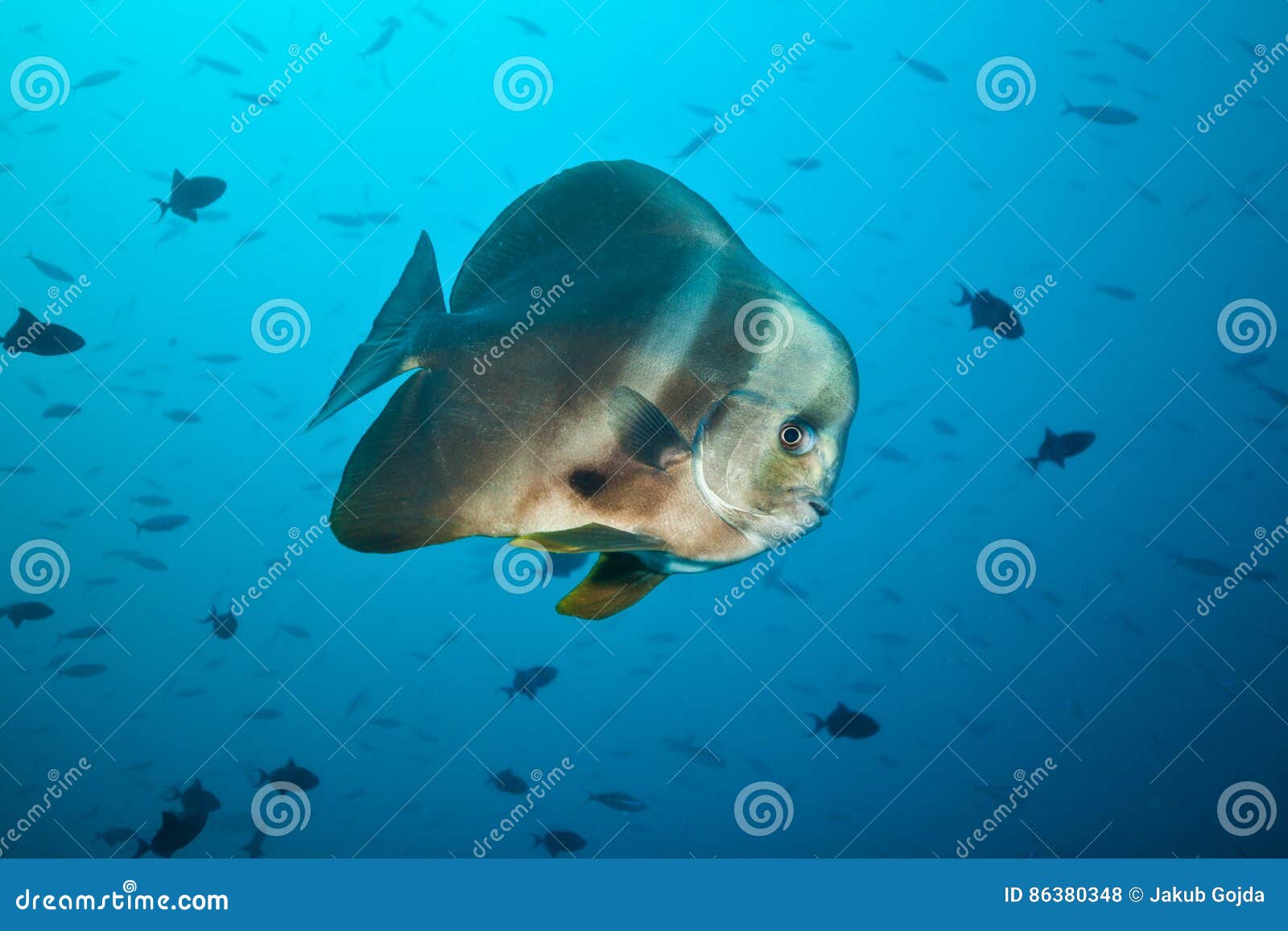 Big Flat Fish Floating in Deep Blue Ocean Stock Photo - Image of animal ...